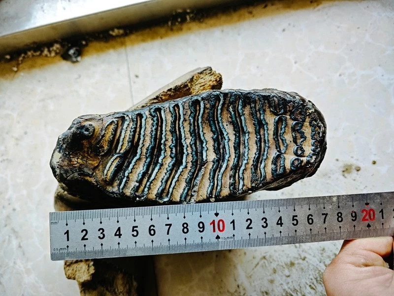 Palaeoloxodon or Mammuthus? - Fossil ID - The Fossil Forum