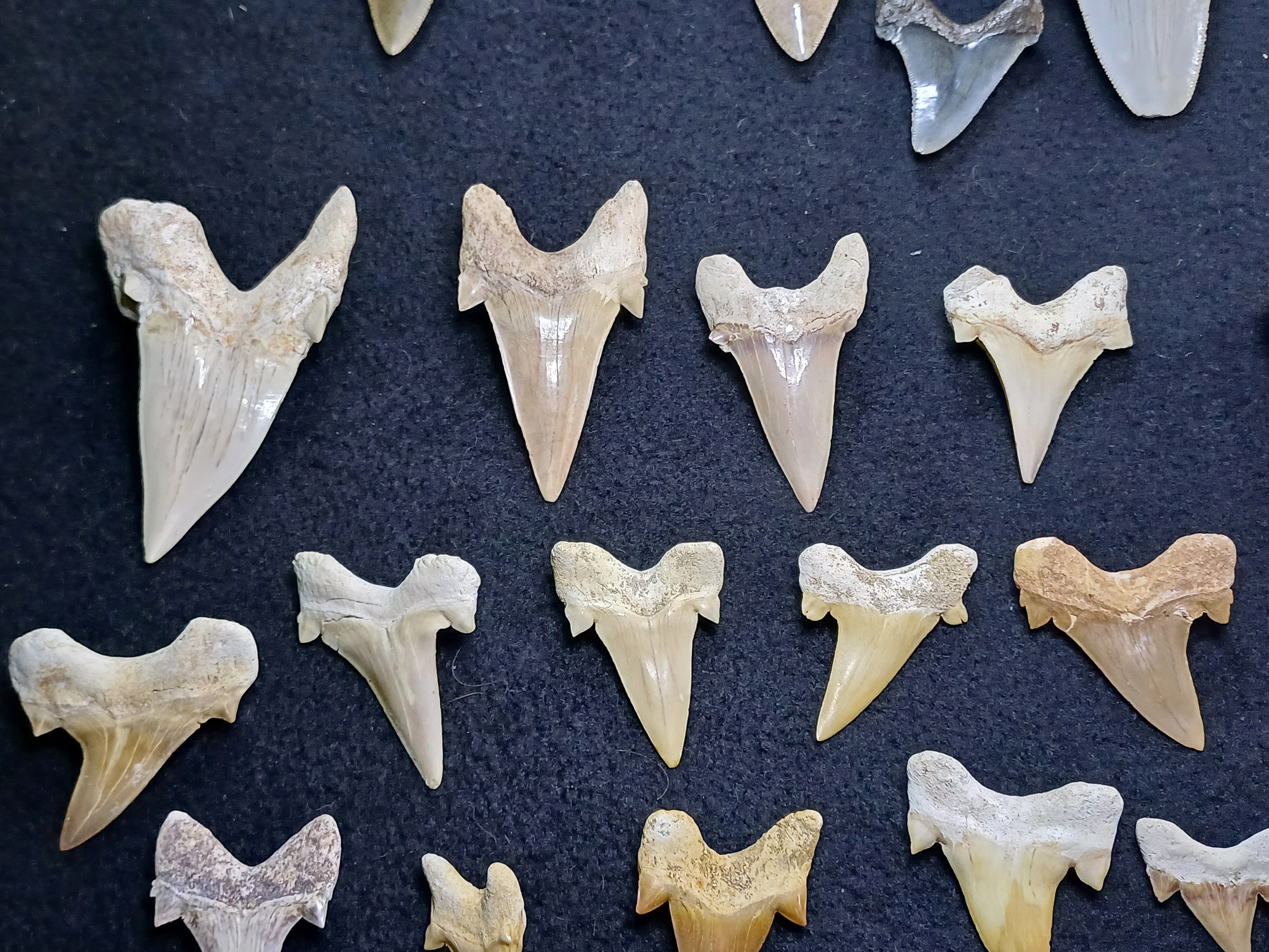 Possible shark tooth? - Fossil ID - The Fossil Forum