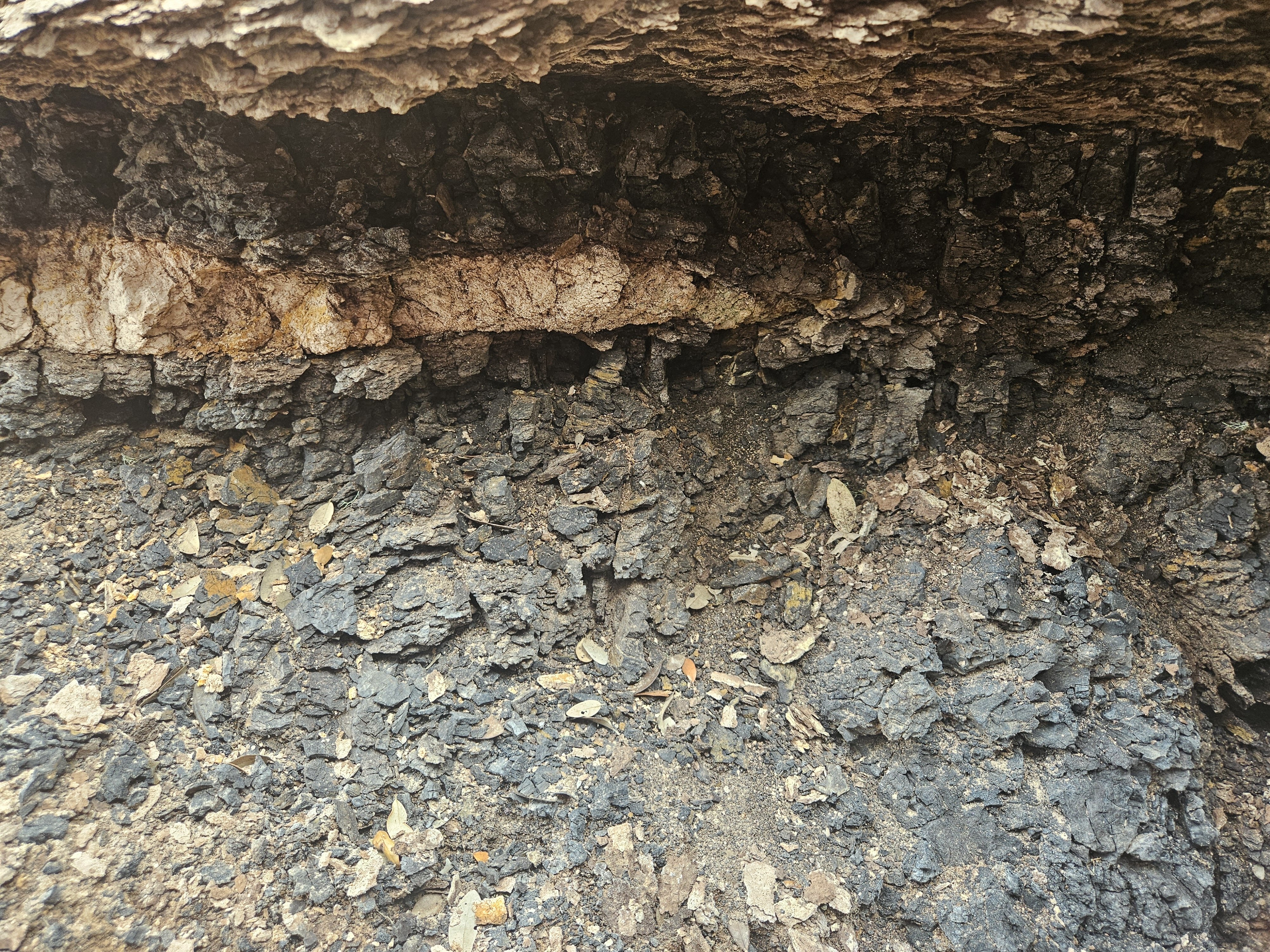Snapshot of a 35 Million Year Old Peat Bog - Fossil Hunting Trips - The ...