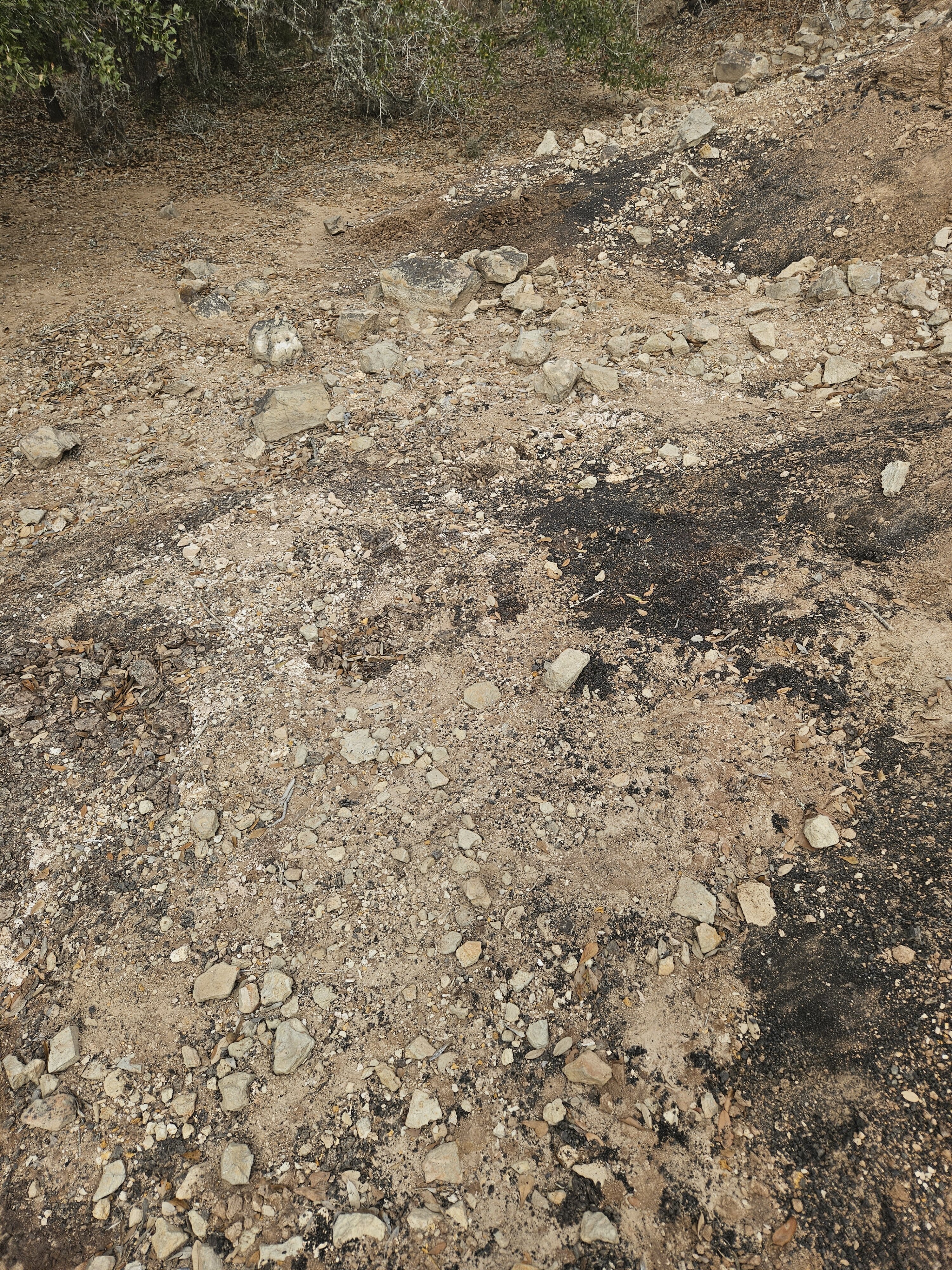 Snapshot of a 35 Million Year Old Peat Bog - Fossil Hunting Trips - The ...