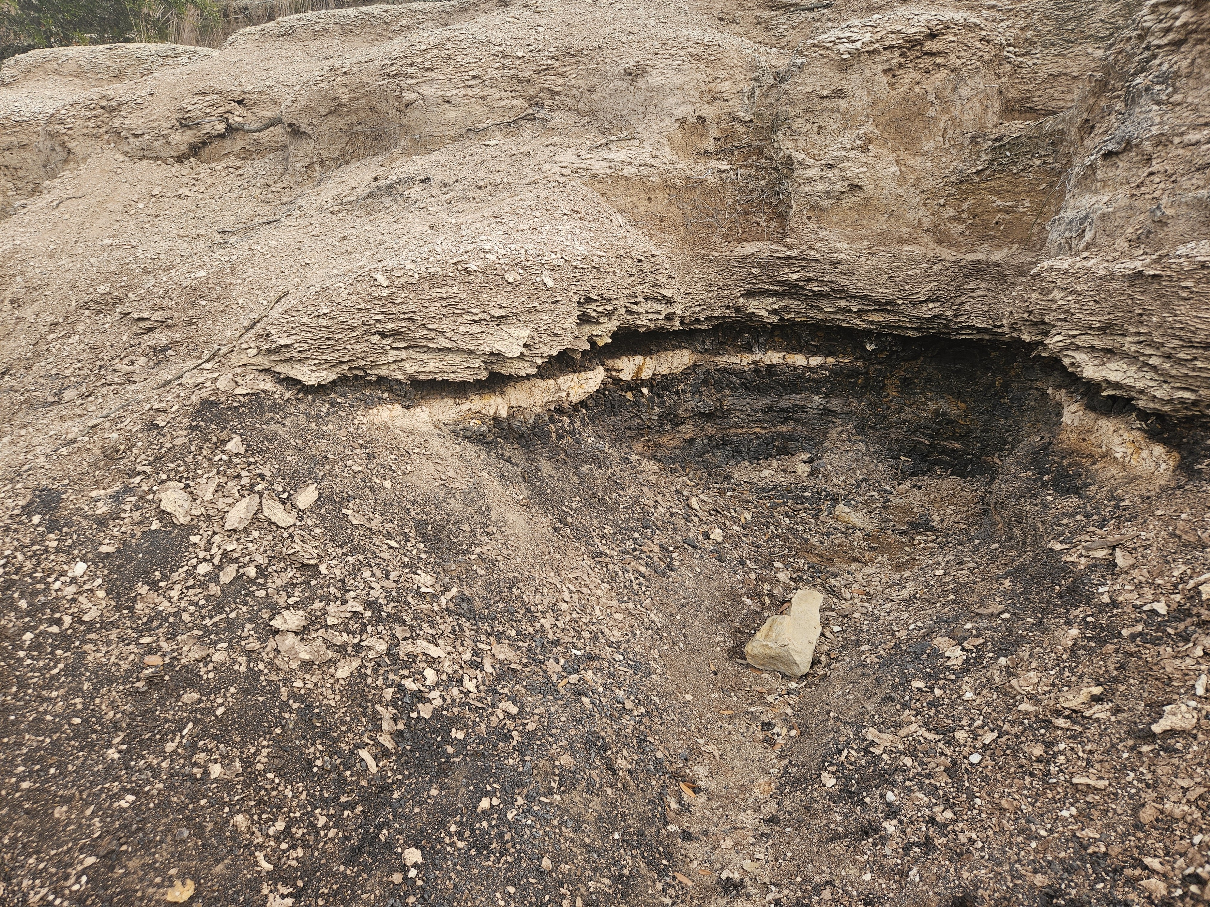 Snapshot of a 35 Million Year Old Peat Bog - Fossil Hunting Trips - The ...