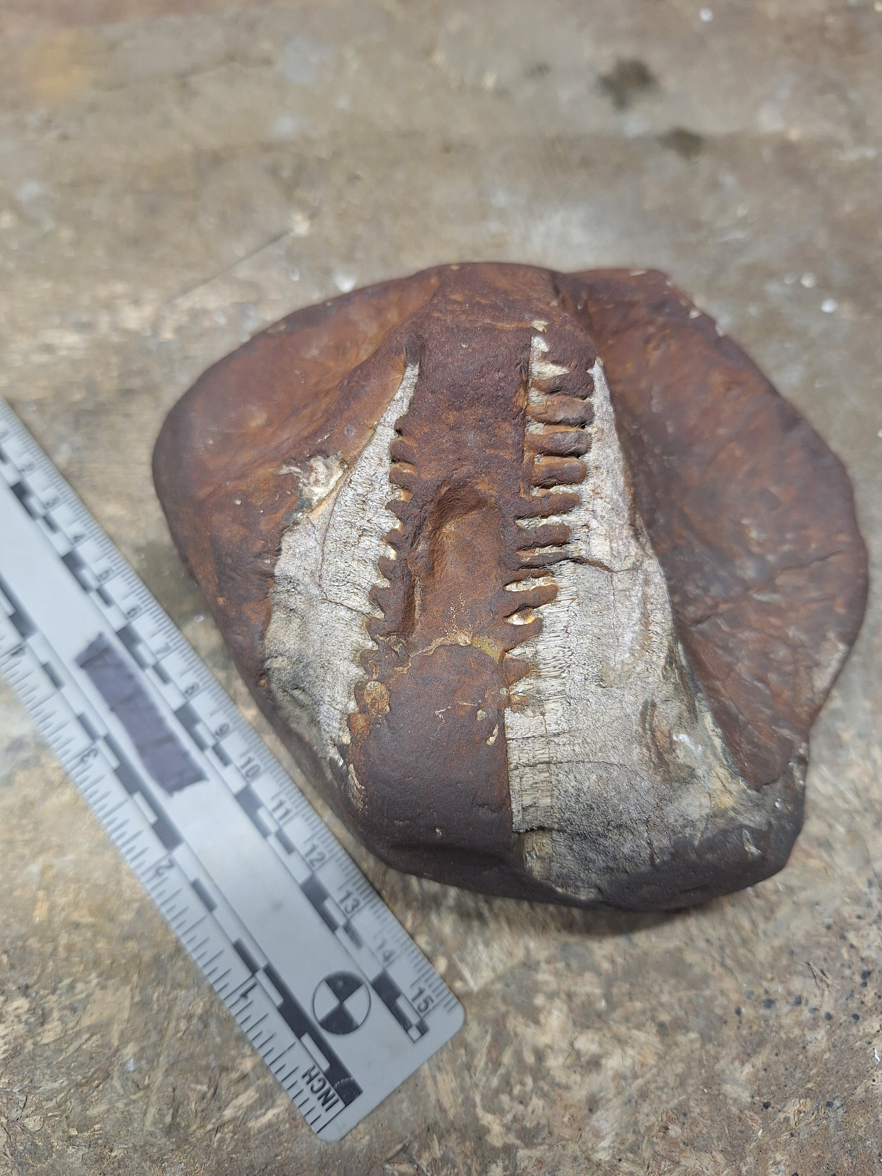 Ichnofossil turned fossil - Fossil ID - The Fossil Forum
