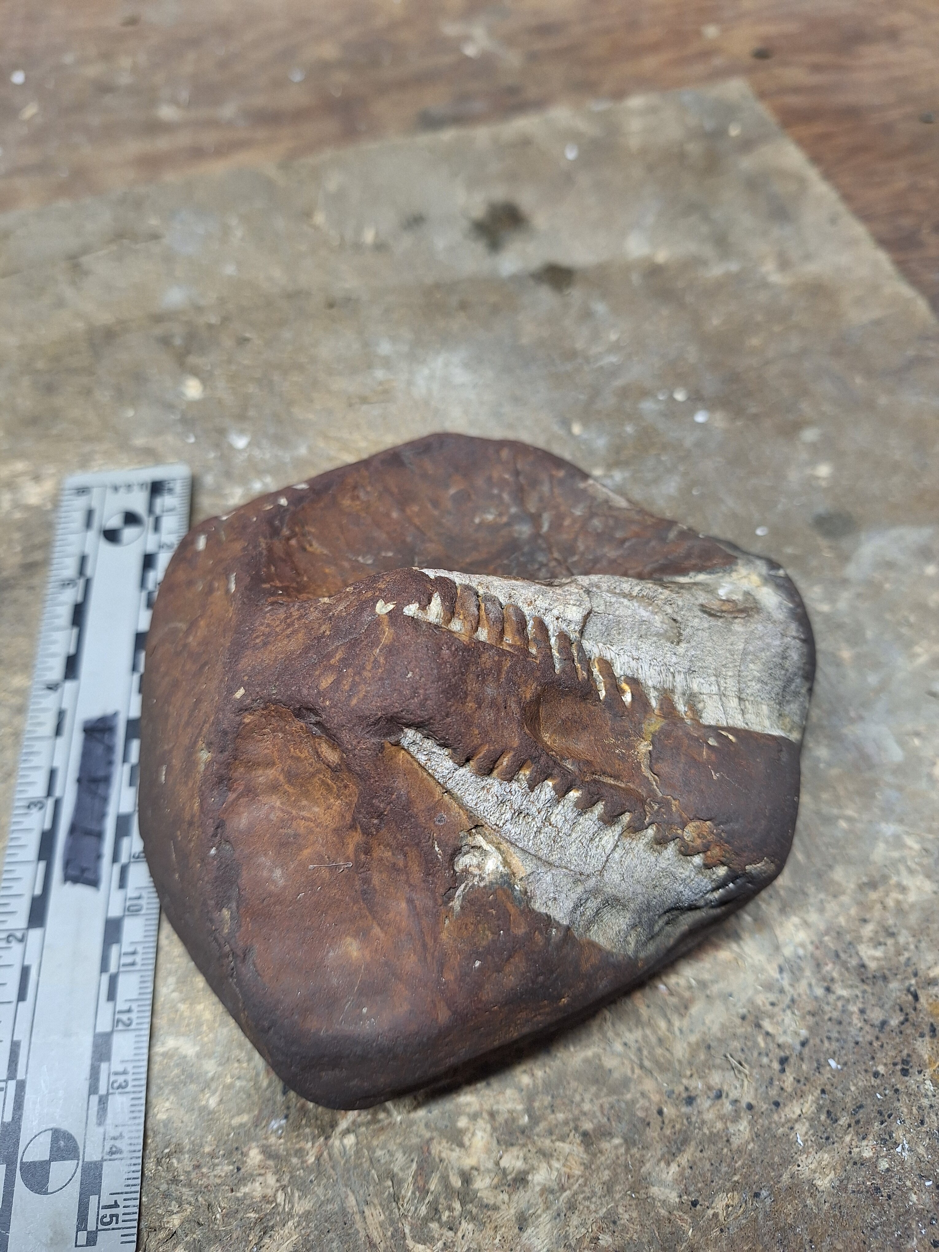 Ichnofossil turned fossil - Fossil ID - The Fossil Forum