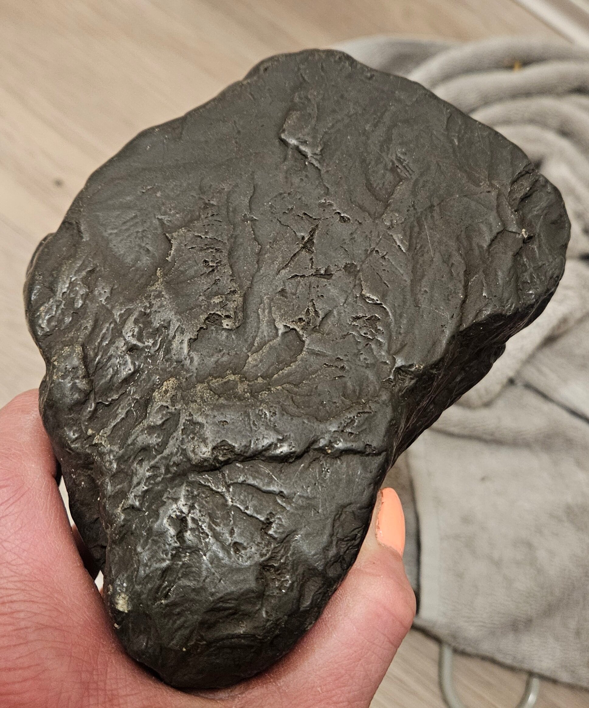 Log - Fossil ID - The Fossil Forum
