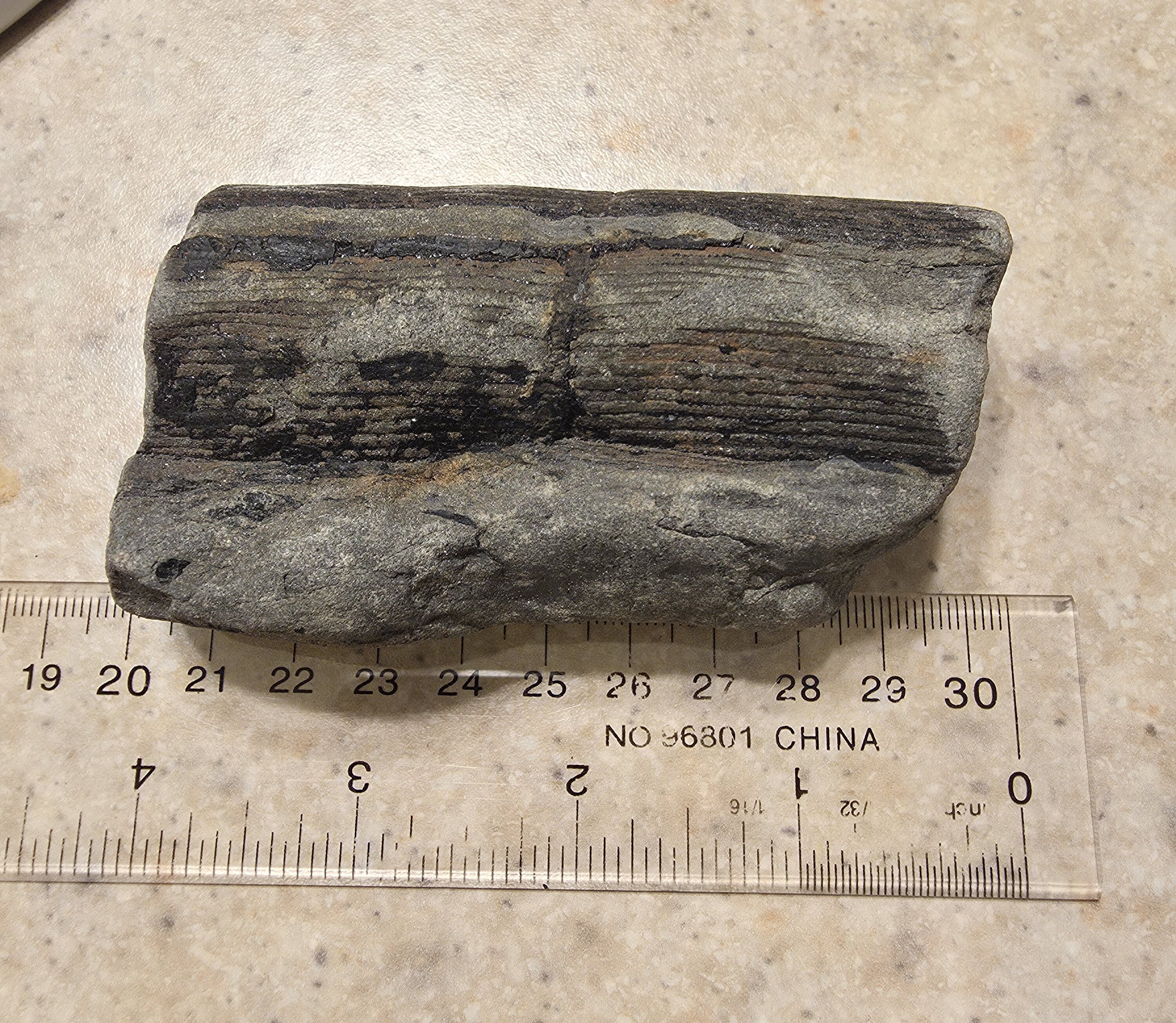 Could this be a Calamites Fossil? - Fossil ID - The Fossil Forum