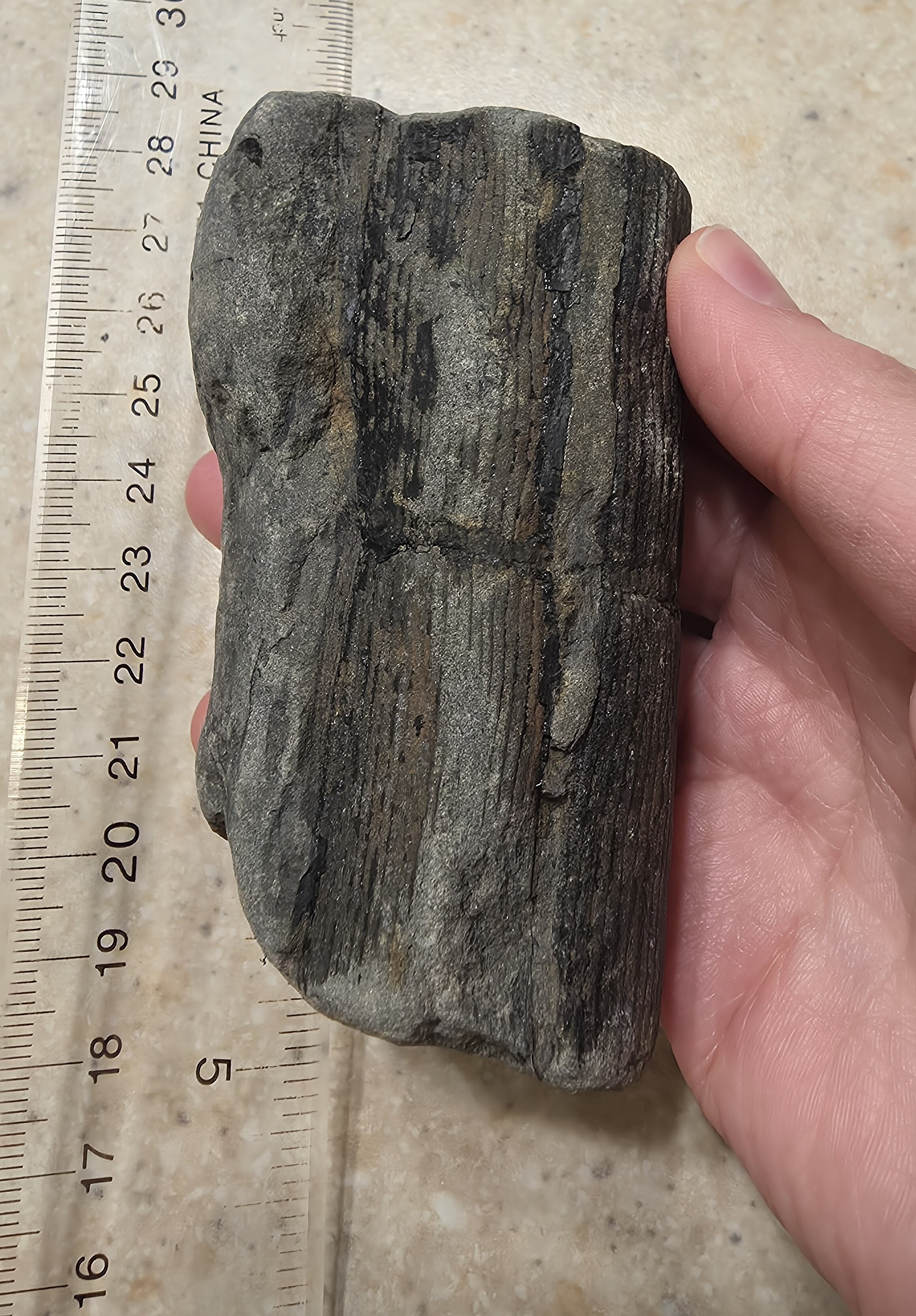 Could this be a Calamites Fossil? - Fossil ID - The Fossil Forum