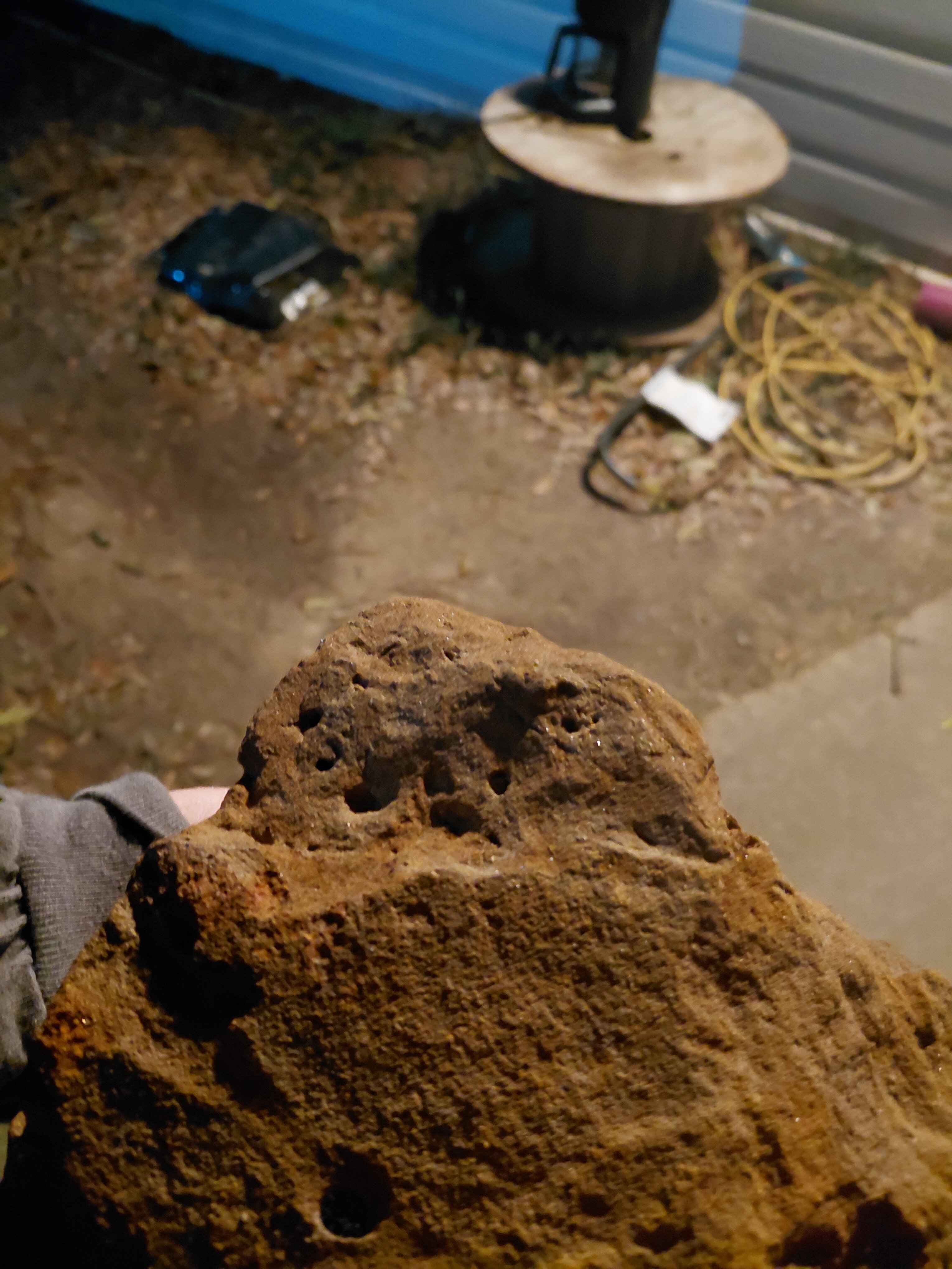 Fossil?, Rock?,sandstone? - Fossil ID - The Fossil Forum
