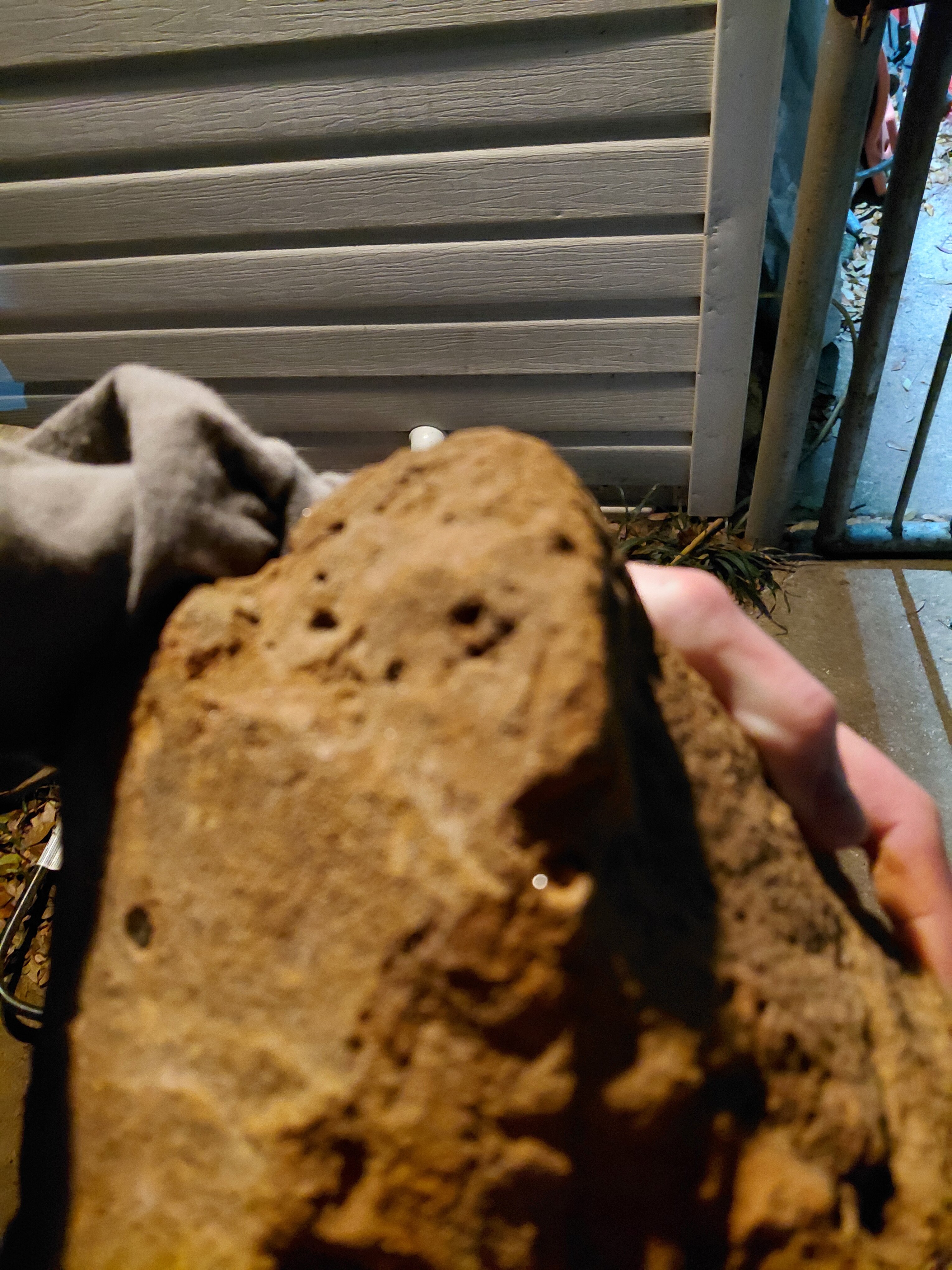Fossil?, Rock?,sandstone? - Fossil ID - The Fossil Forum