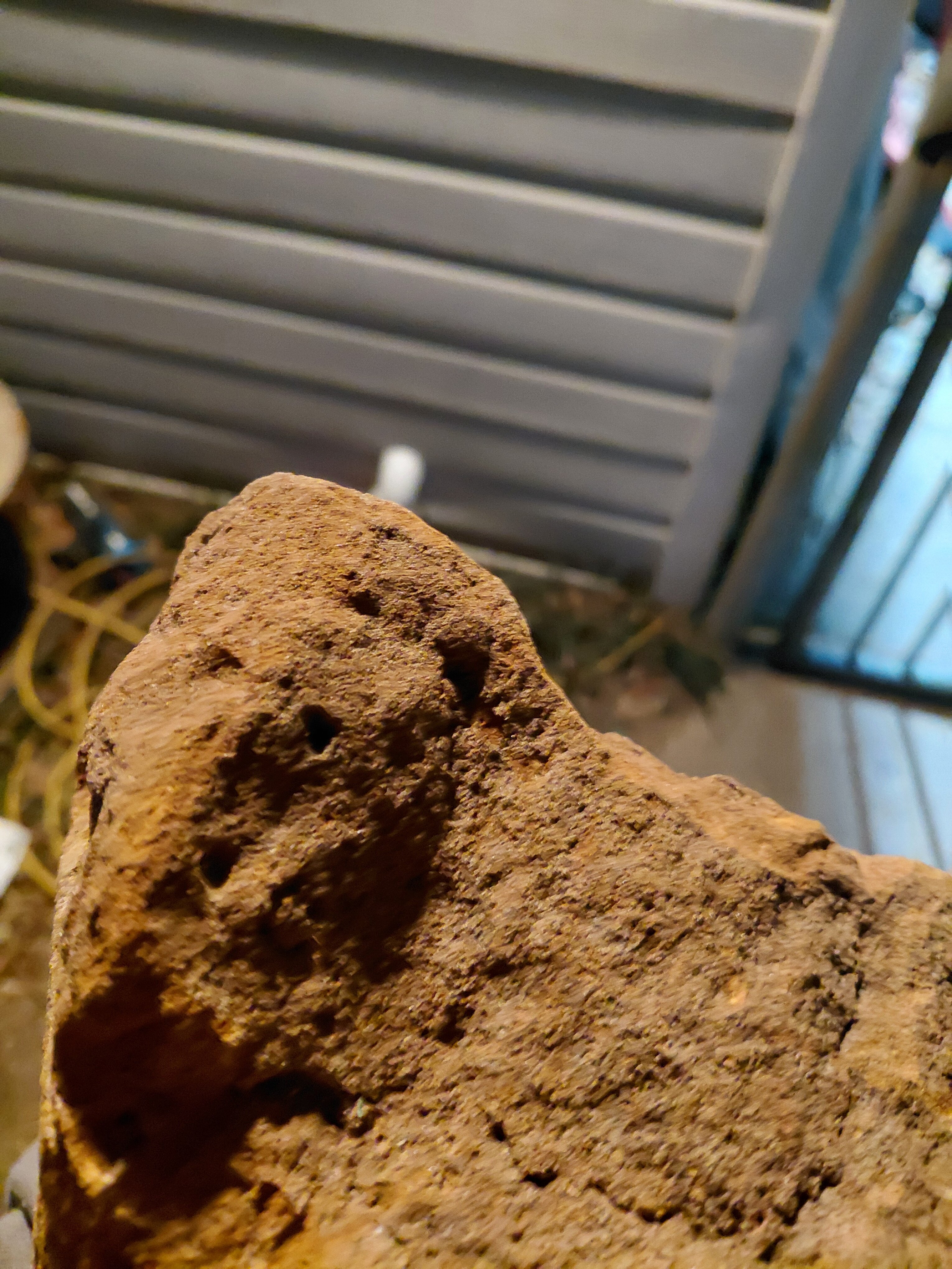 Fossil?, Rock?,sandstone? - Fossil ID - The Fossil Forum