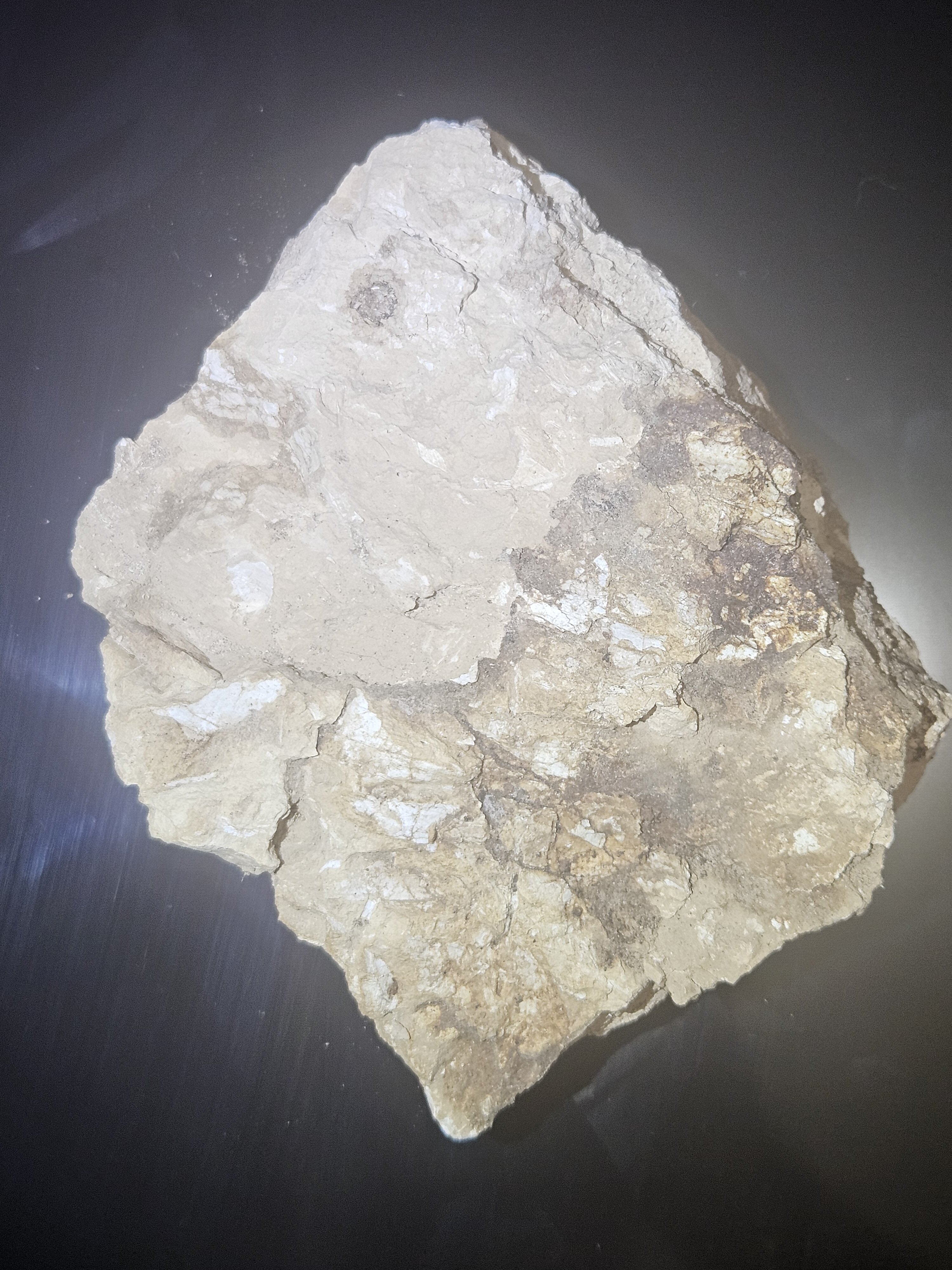 Snapshot of a 35 Million Year Old Peat Bog - Fossil Hunting Trips - The ...