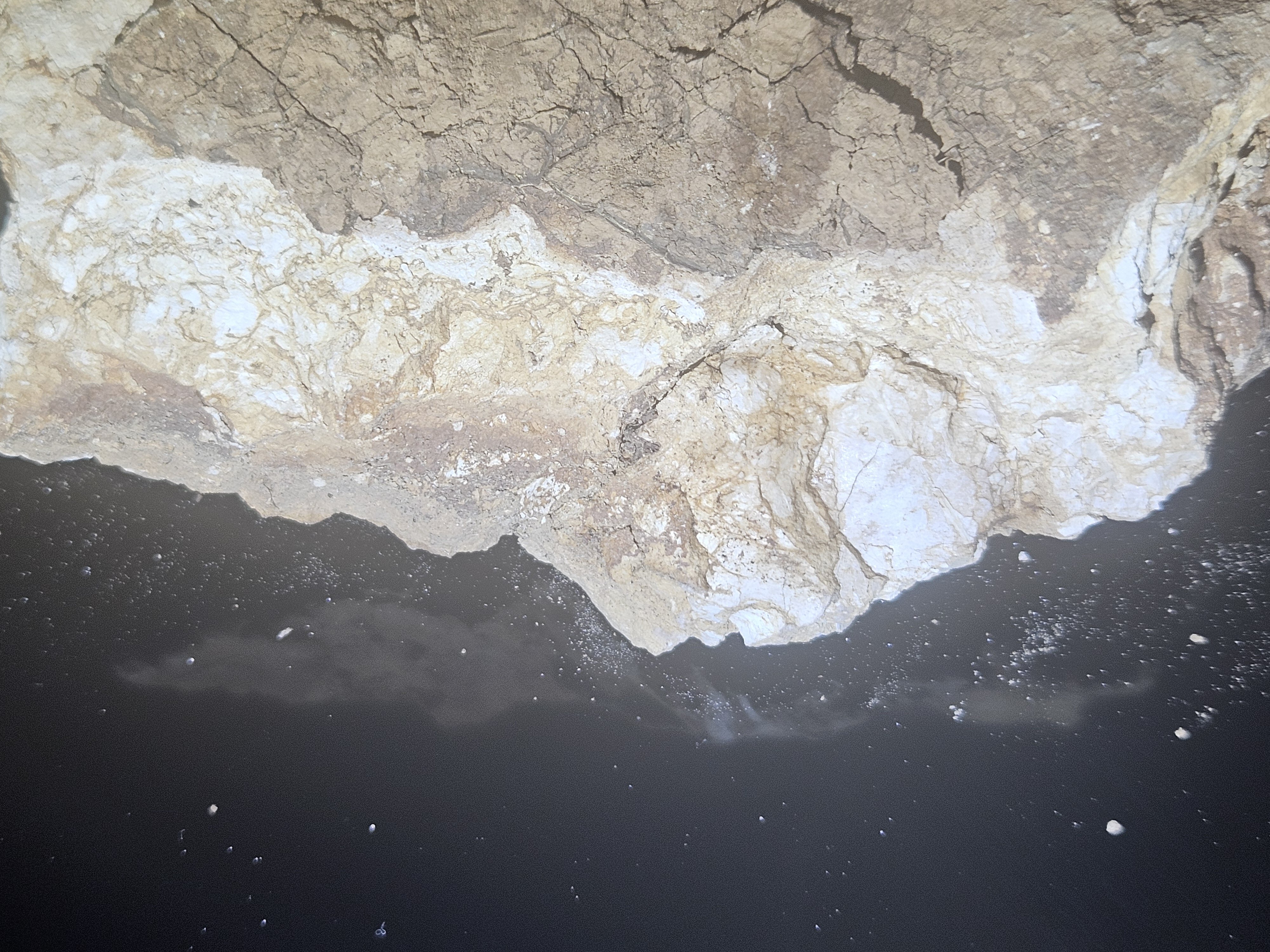 Snapshot of a 35 Million Year Old Peat Bog - Fossil Hunting Trips - The ...