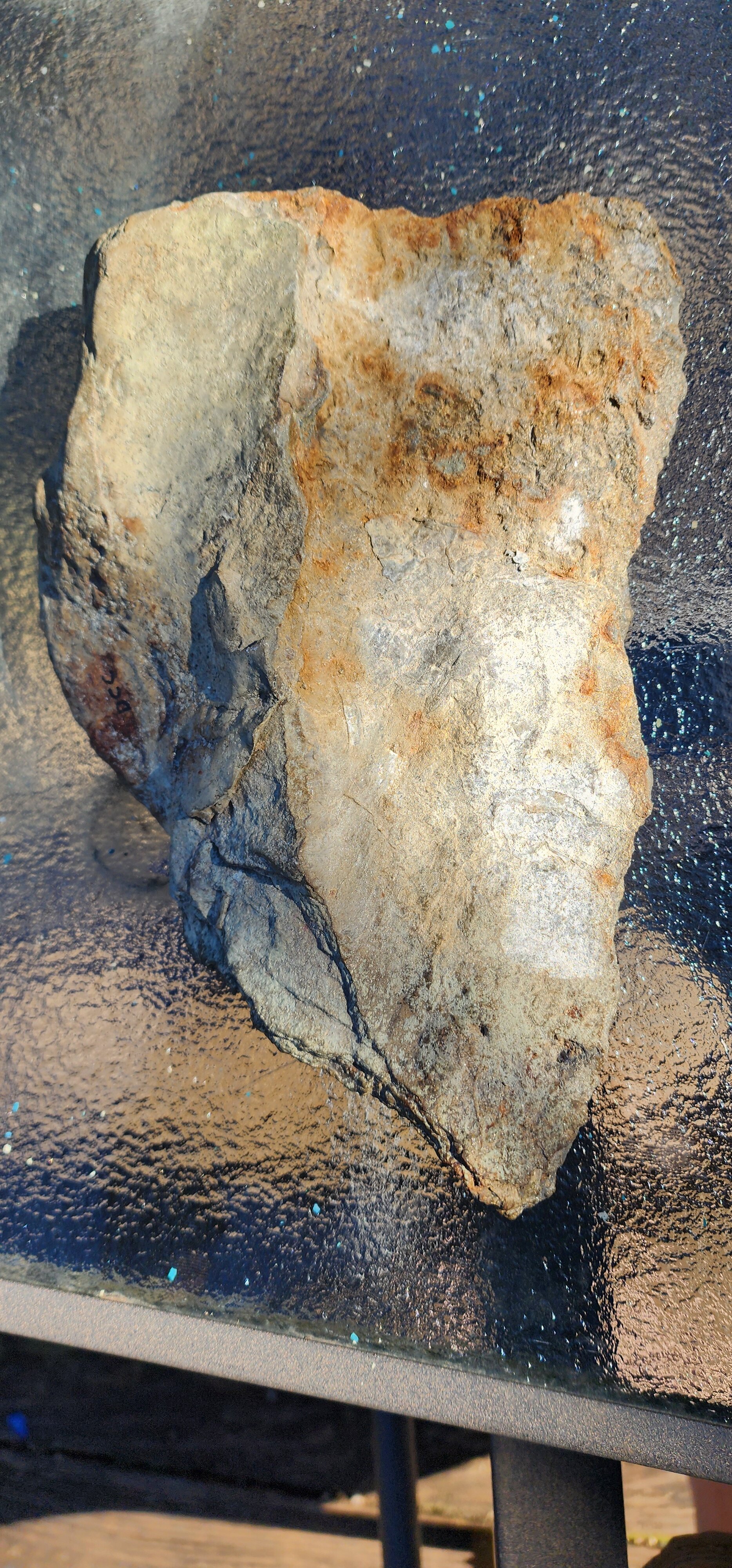 Cretaceous Ripley Formation - Member Collections - The Fossil Forum
