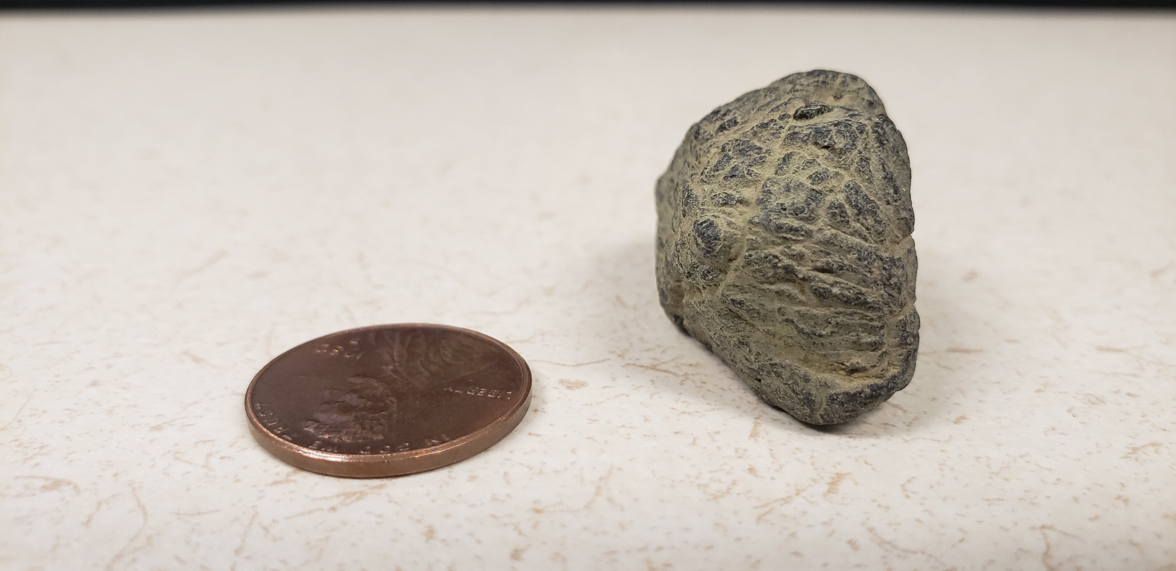 Coprolite? - Fossil ID - The Fossil Forum