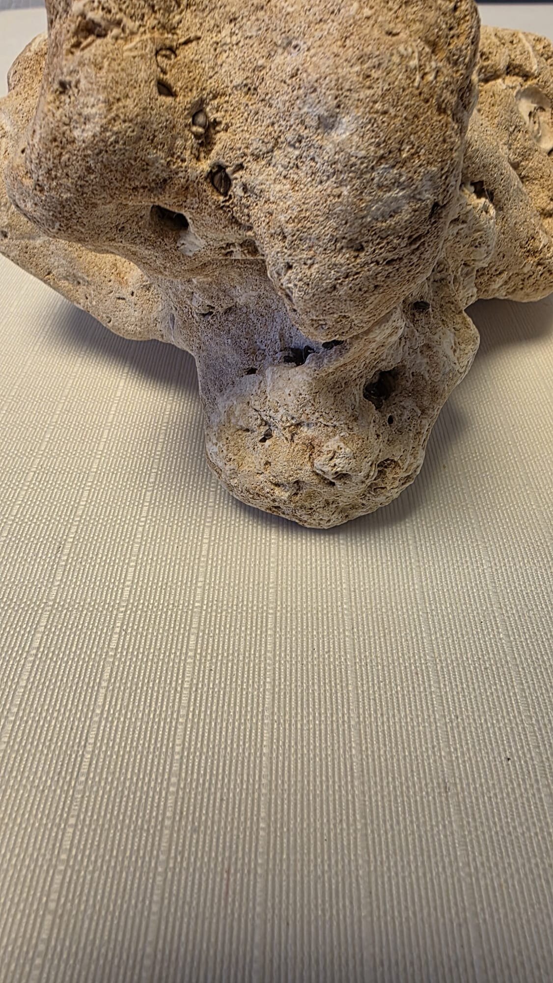 Found this "Skull" in Puglia, Italy - Pareidolia or real fossil ...