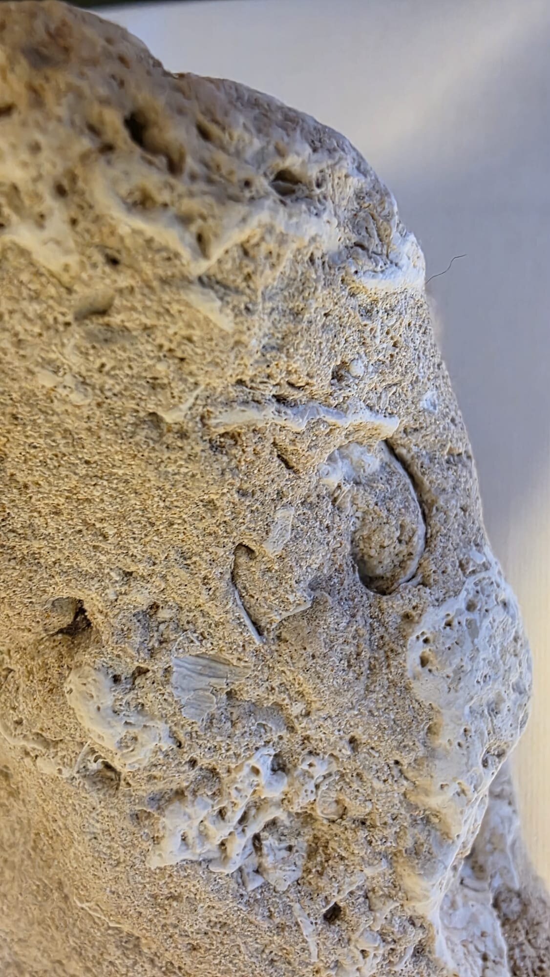 Found this "Skull" in Puglia, Italy - Pareidolia or real fossil ...