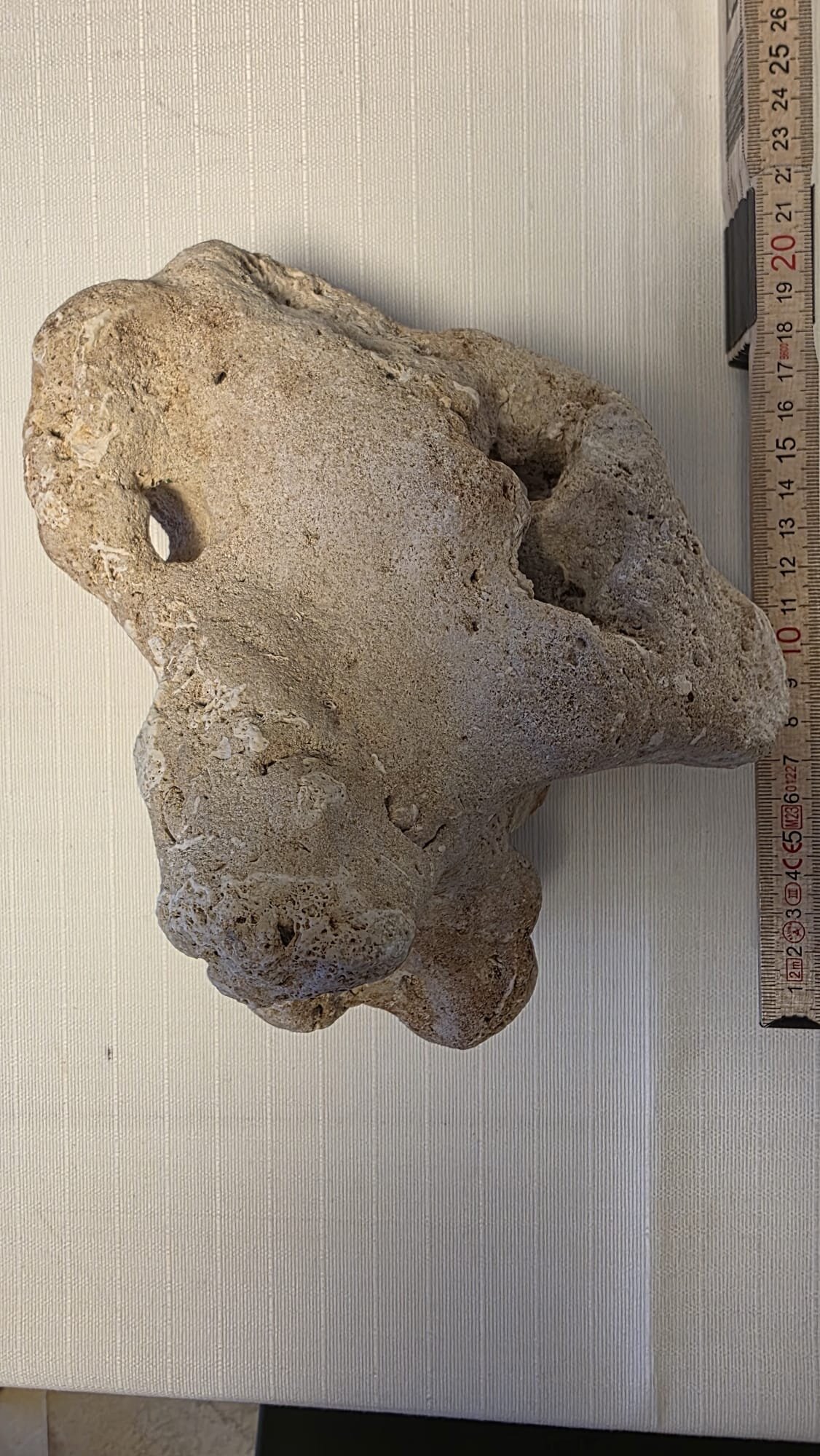 Found this "Skull" in Puglia, Italy - Pareidolia or real fossil ...