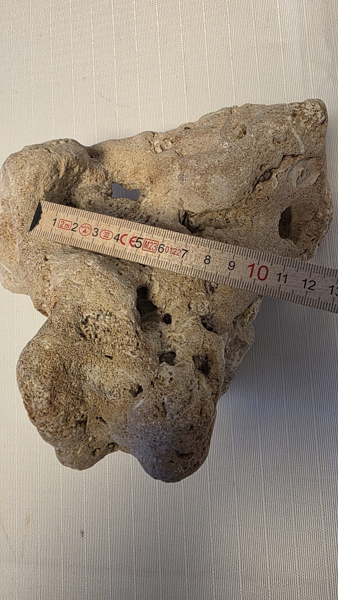 Found this "Skull" in Puglia, Italy - Pareidolia or real fossil ...