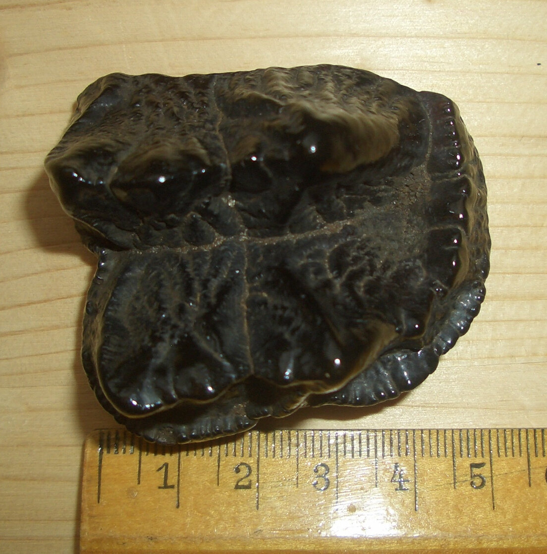 Juvenile unerupted mastodon tooth? - Is It Real? How to Recognize ...
