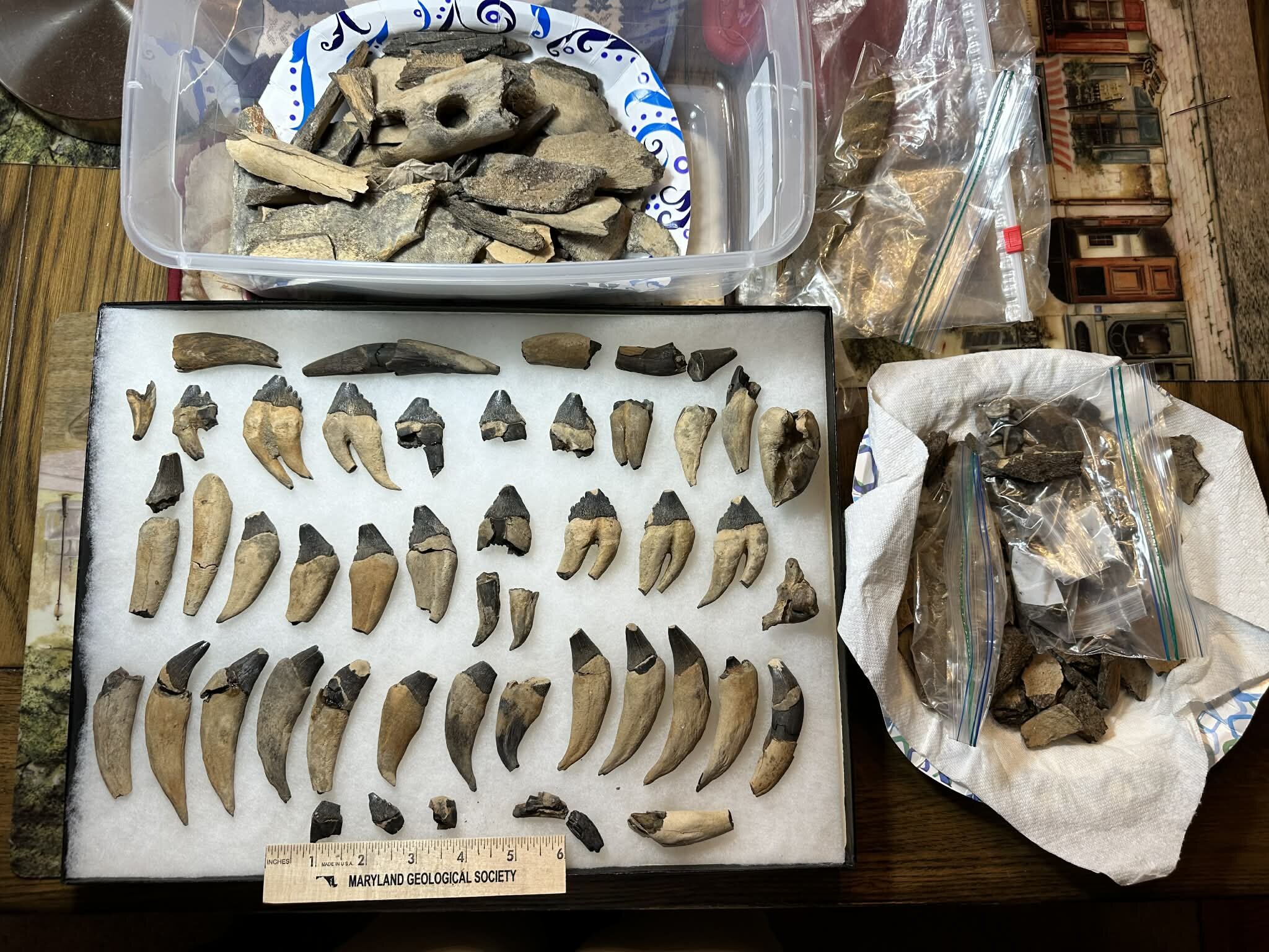 Associated Squalodon calvertensis find from Calvert Cliffs, Maryland ...