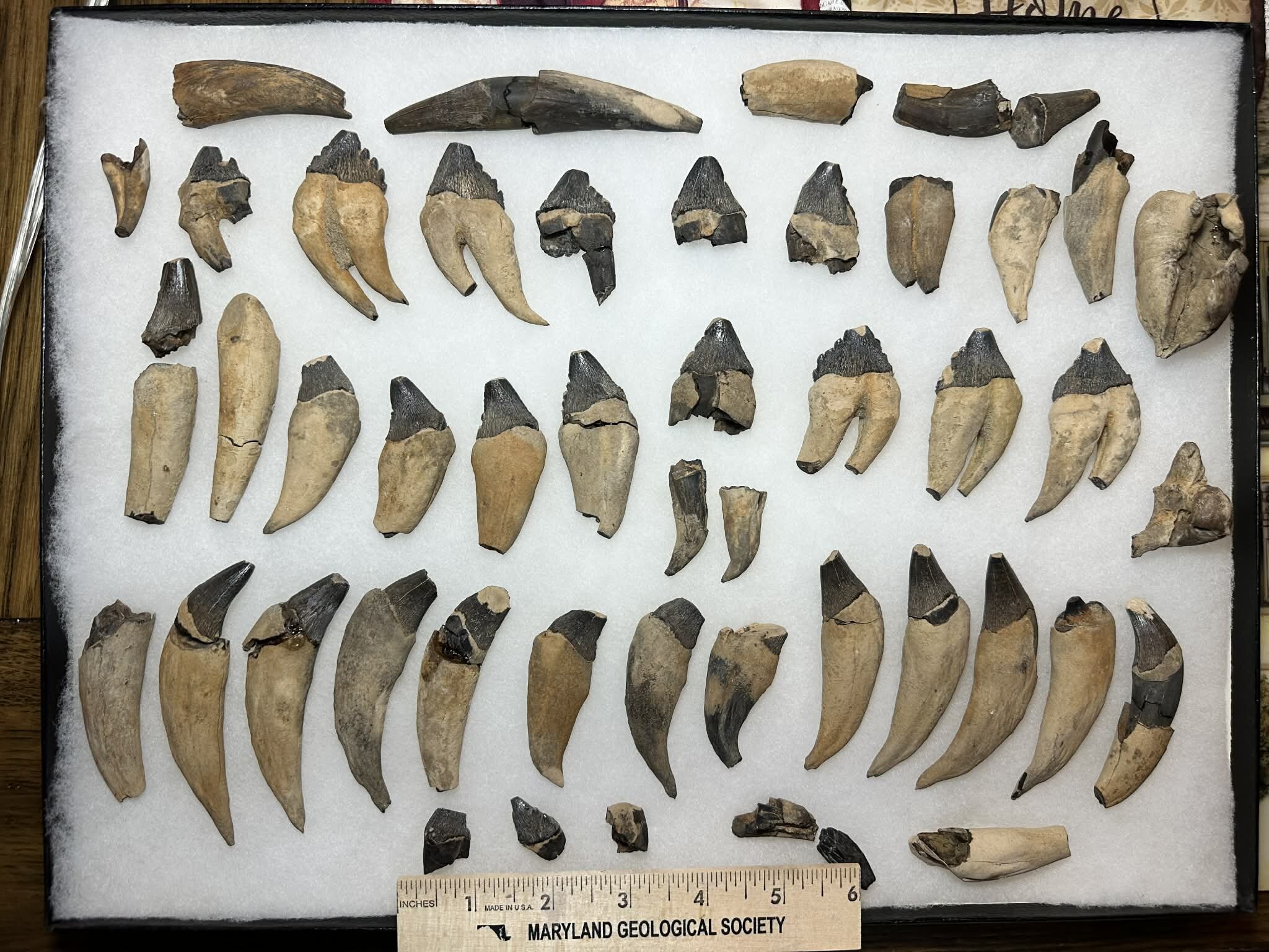 Associated Squalodon calvertensis find from Calvert Cliffs, Maryland ...