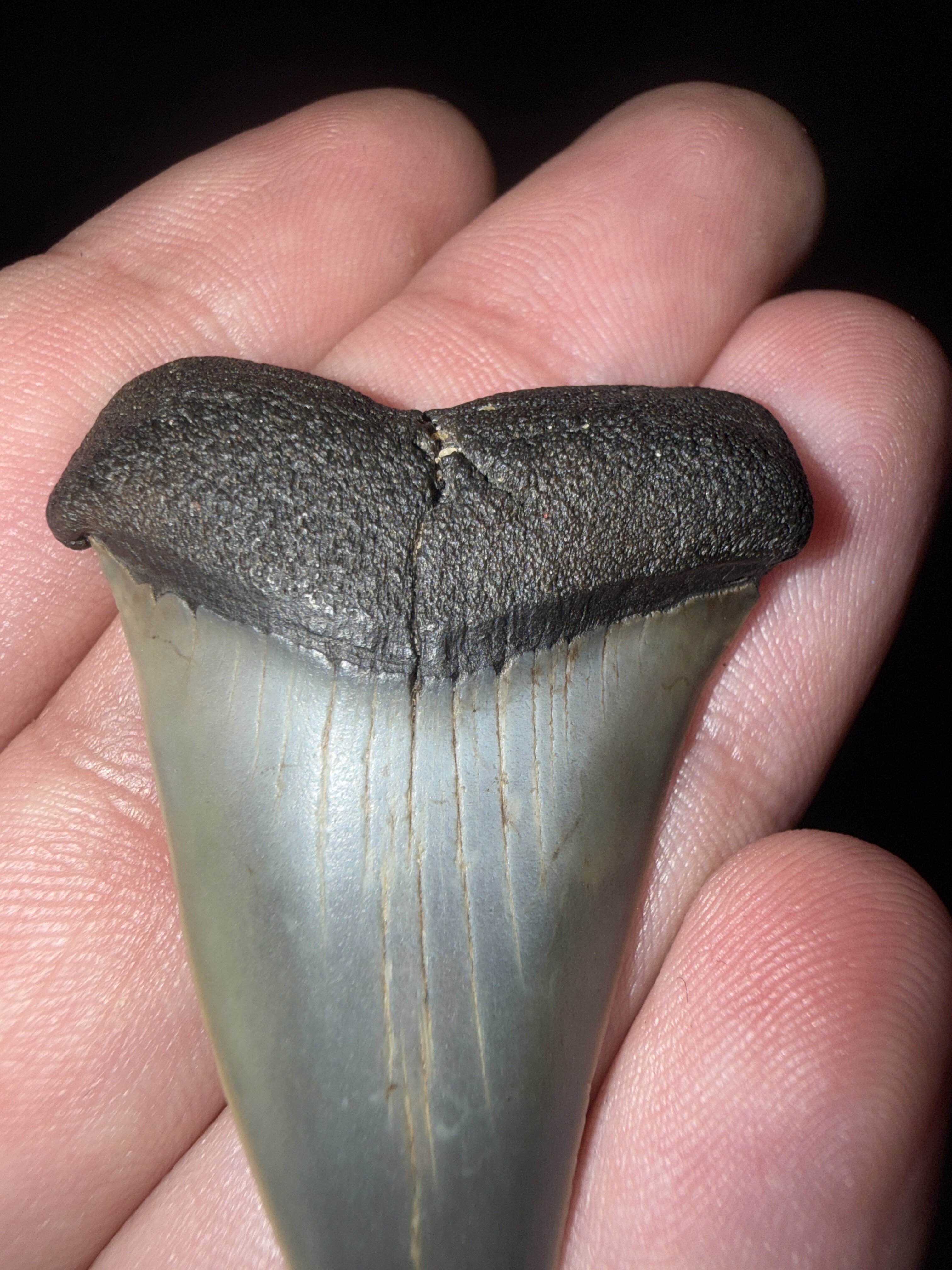 Shark tooth Identification - Fossil ID - The Fossil Forum