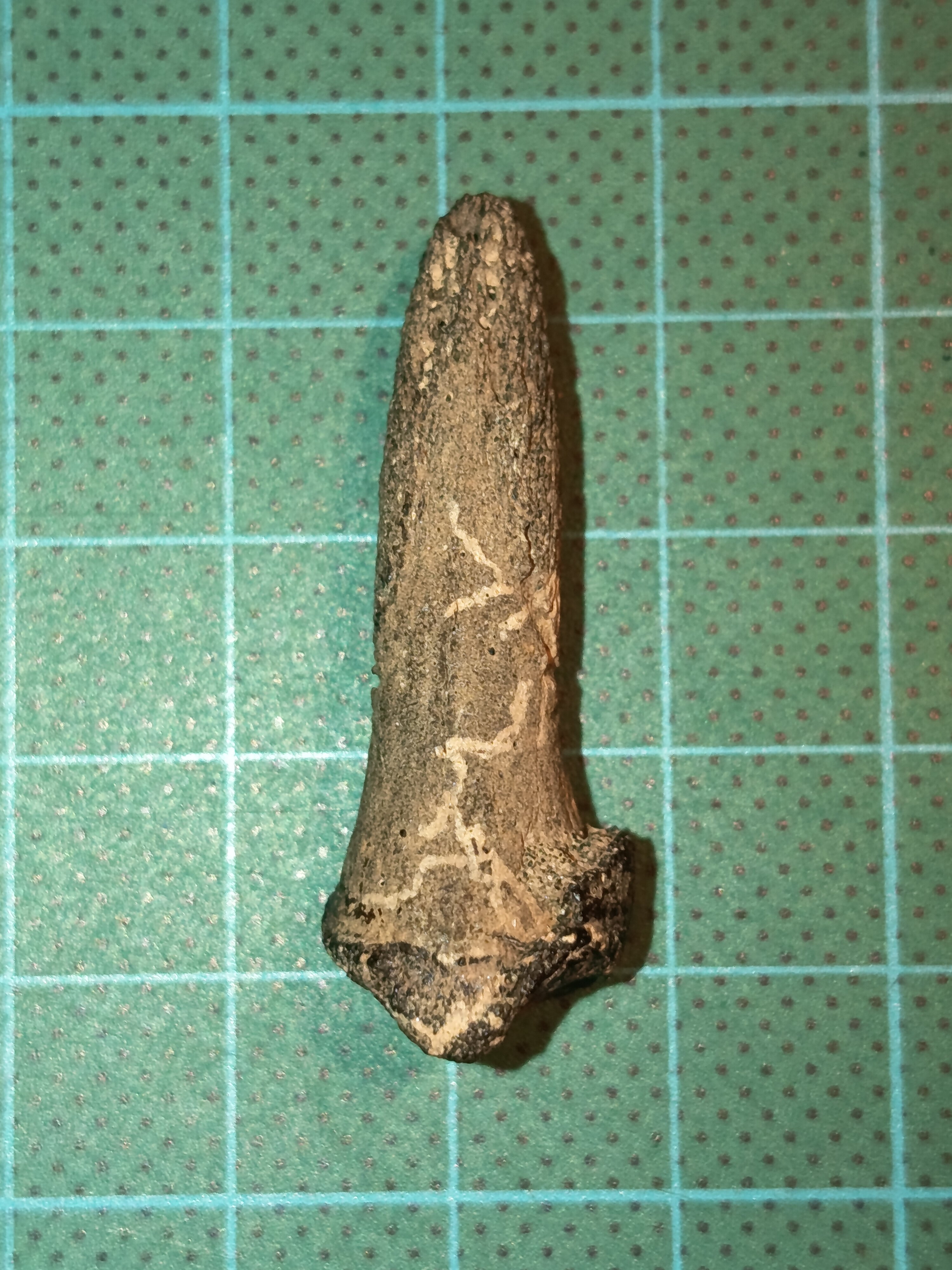 Mio-Pliocene marine mammal (seal) claw? - Fossil ID - The Fossil Forum
