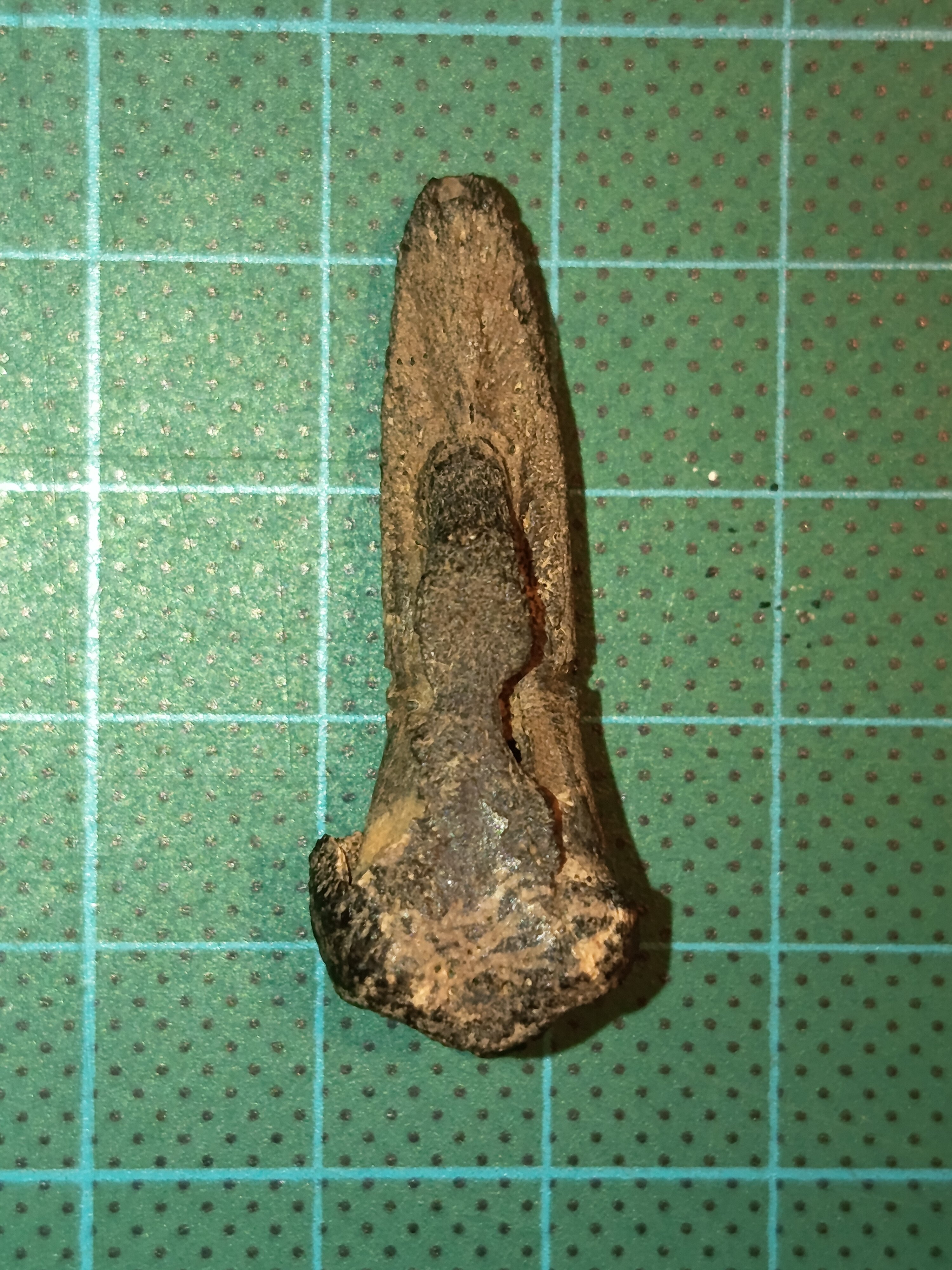 Mio-Pliocene marine mammal (seal) claw? - Fossil ID - The Fossil Forum