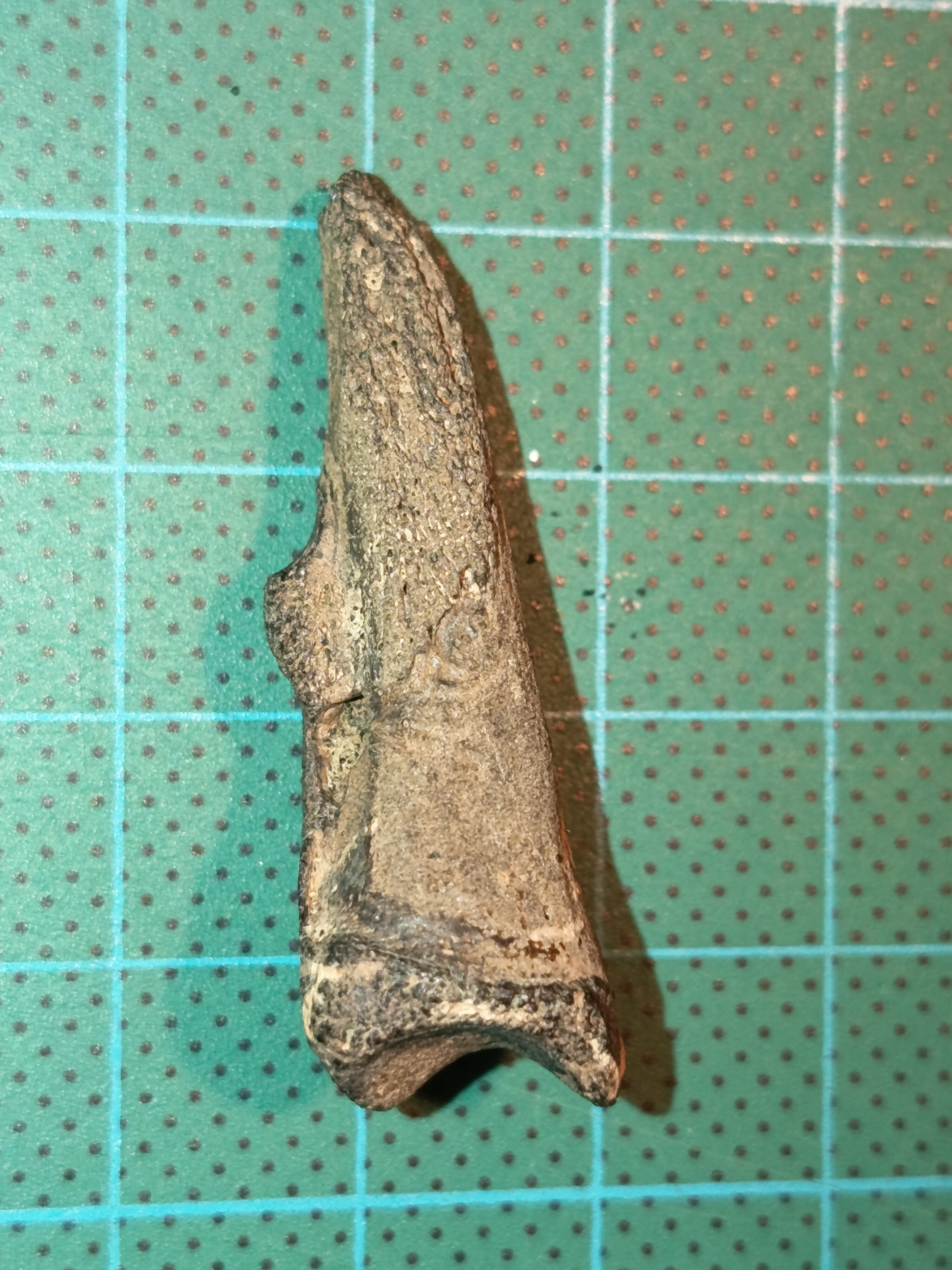 Mio-Pliocene marine mammal (seal) claw? - Fossil ID - The Fossil Forum