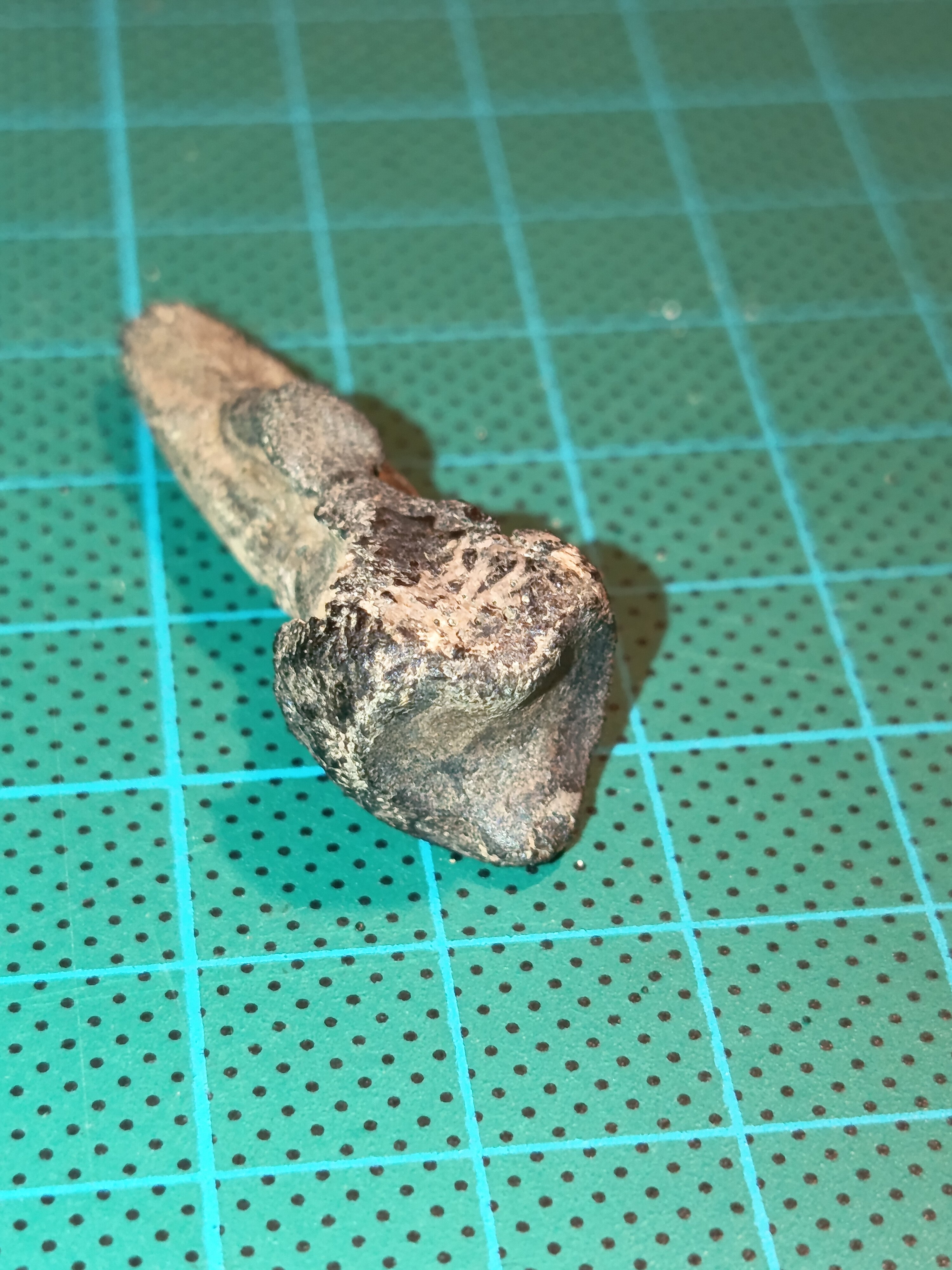 Mio-Pliocene marine mammal (seal) claw? - Fossil ID - The Fossil Forum