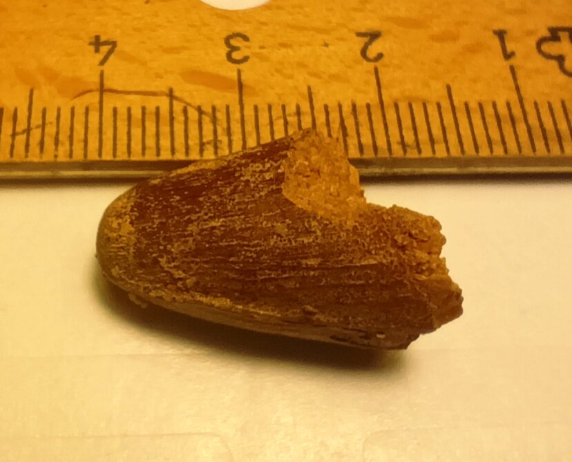 CROCODILE tooth??? - Fossil ID - The Fossil Forum