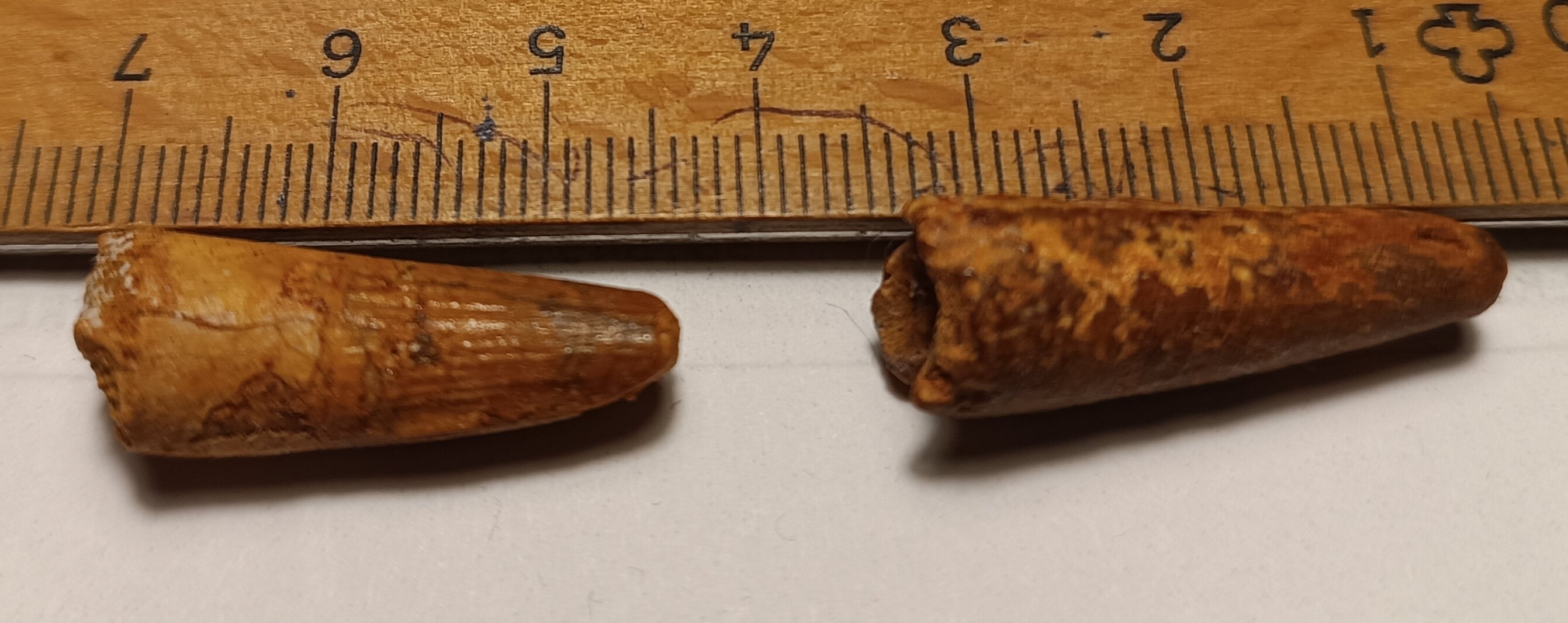 Which crocodile? - Fossil ID - The Fossil Forum