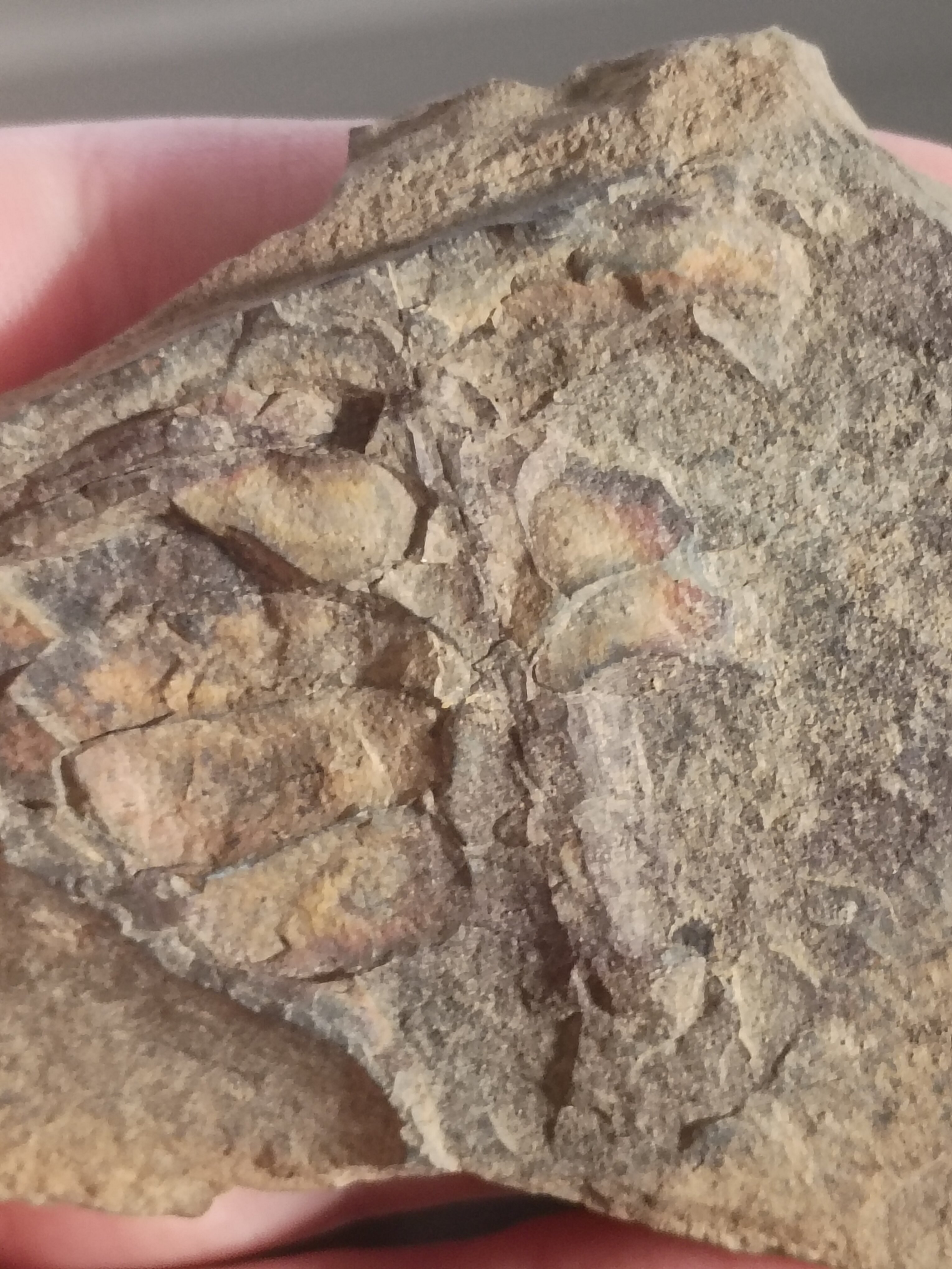 Silurian Arthropod - Fossil ID - The Fossil Forum