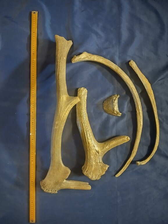 Elk Antler (possibly) and Rib Bones - Fossil ID - The Fossil Forum