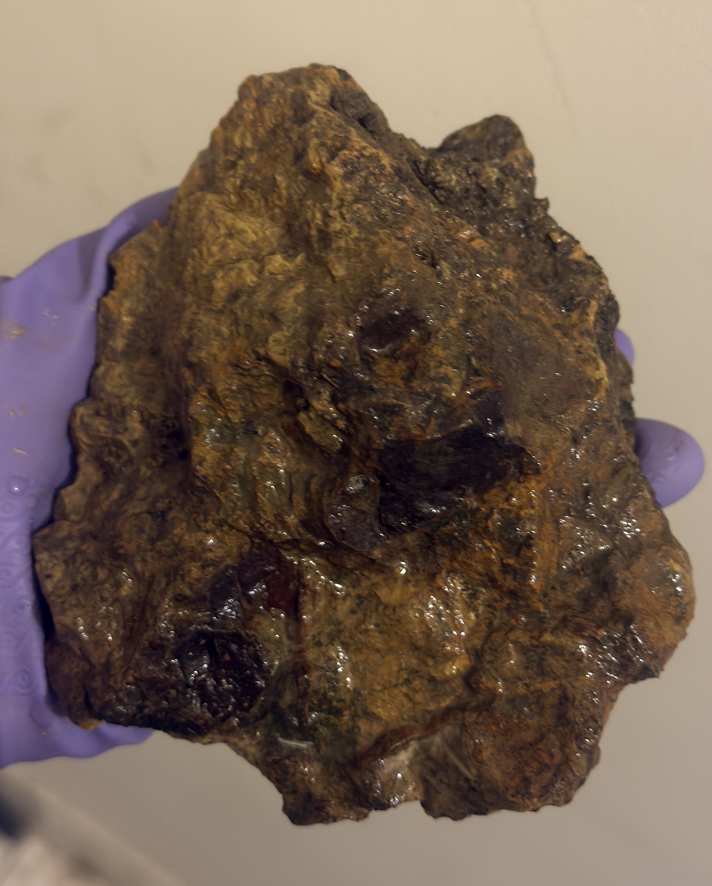 Help Identifying these rocks/potential fossils - Rocks & Minerals - The ...