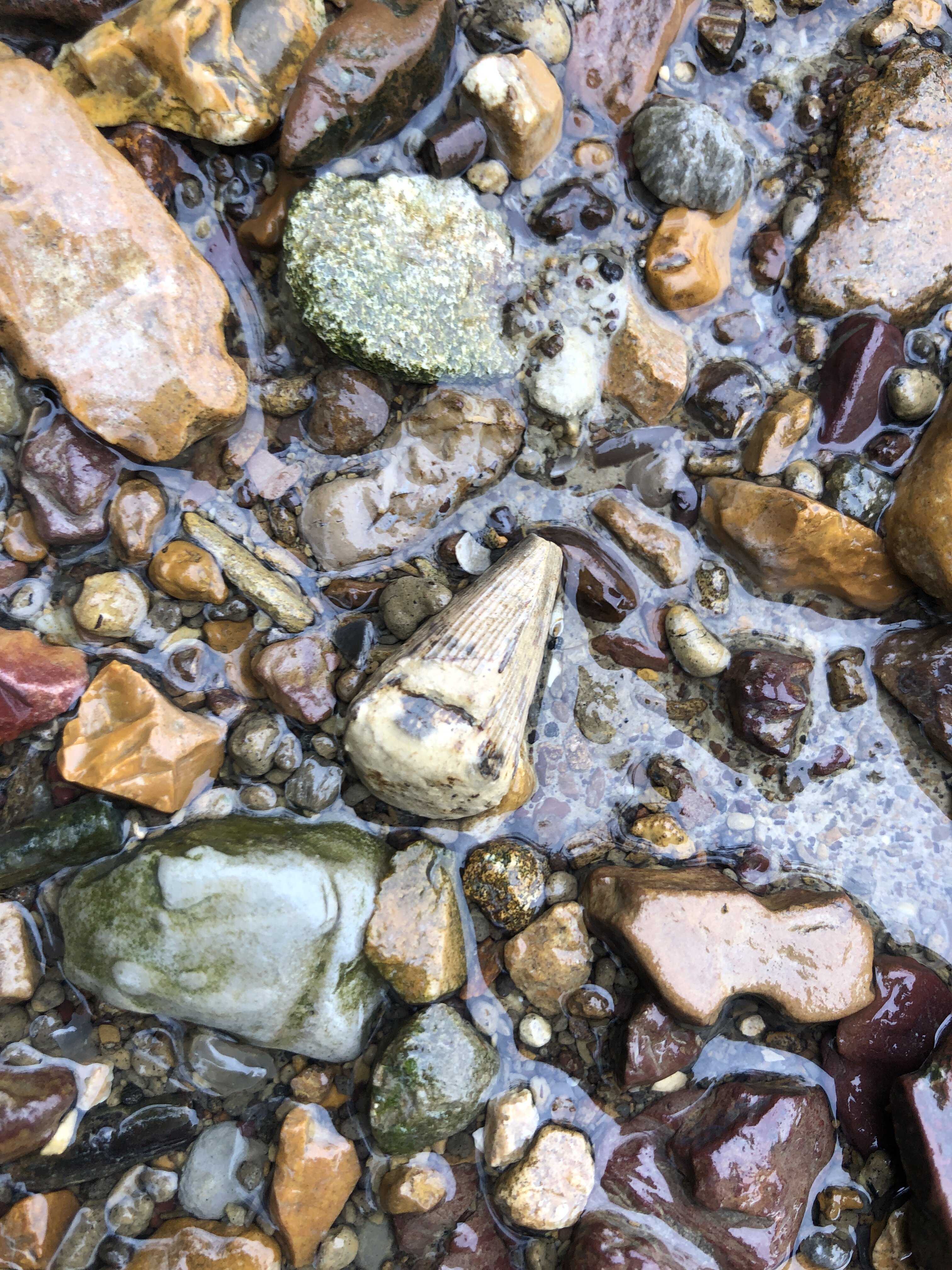 Oxford Clay Rhynchonellid Brachiopod and Pinna bivalve? - Fossil ID ...