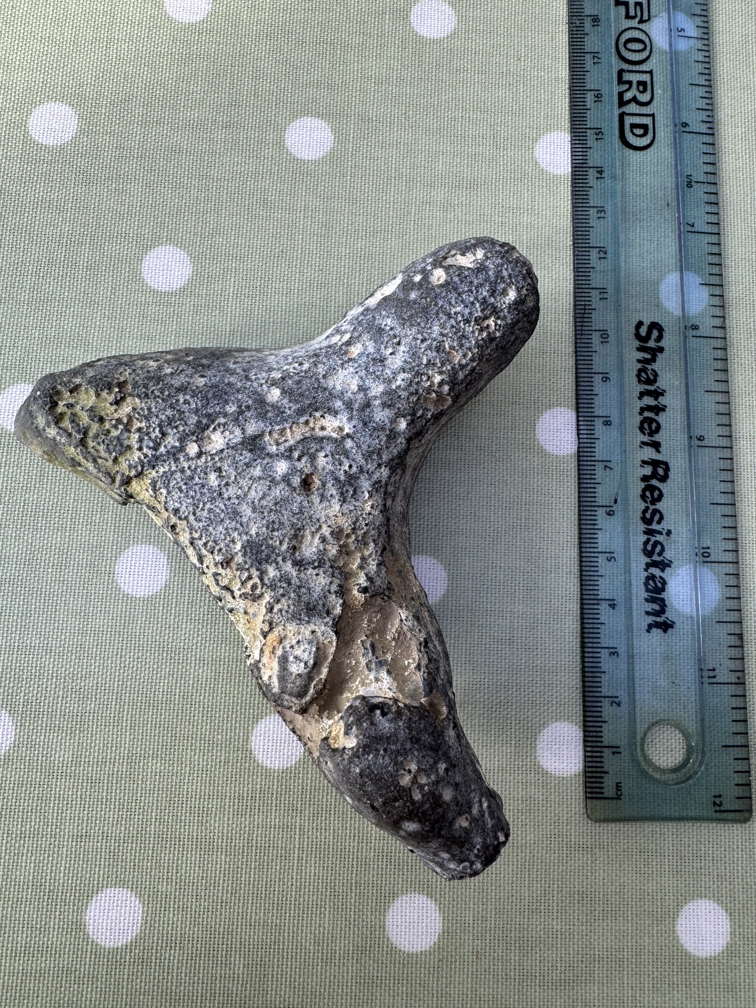 Is this something? Found in Norfolk. - Fossil ID - The Fossil Forum