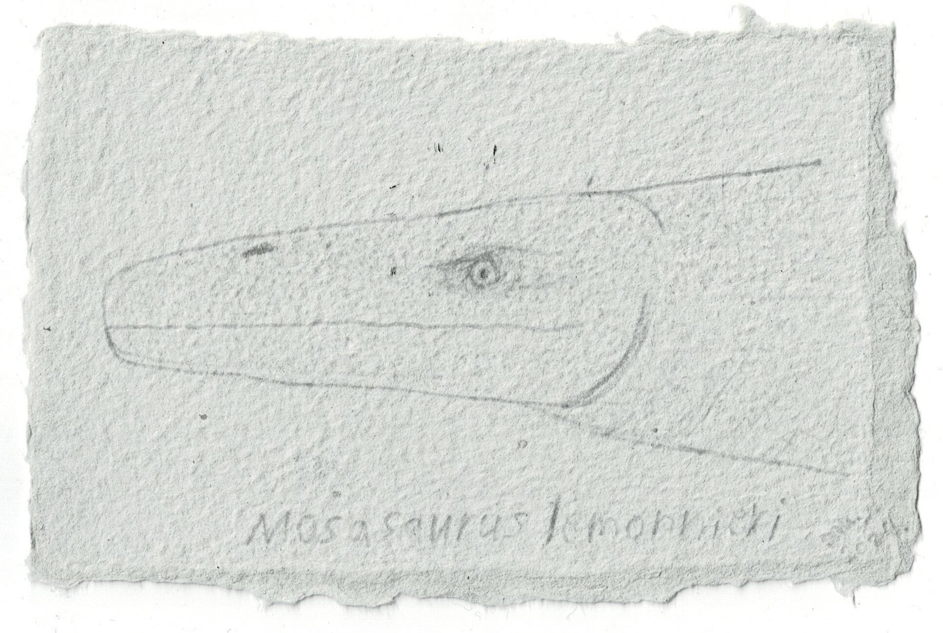 How scientifically accurate are my reconstruction of Mosasaur heads ...