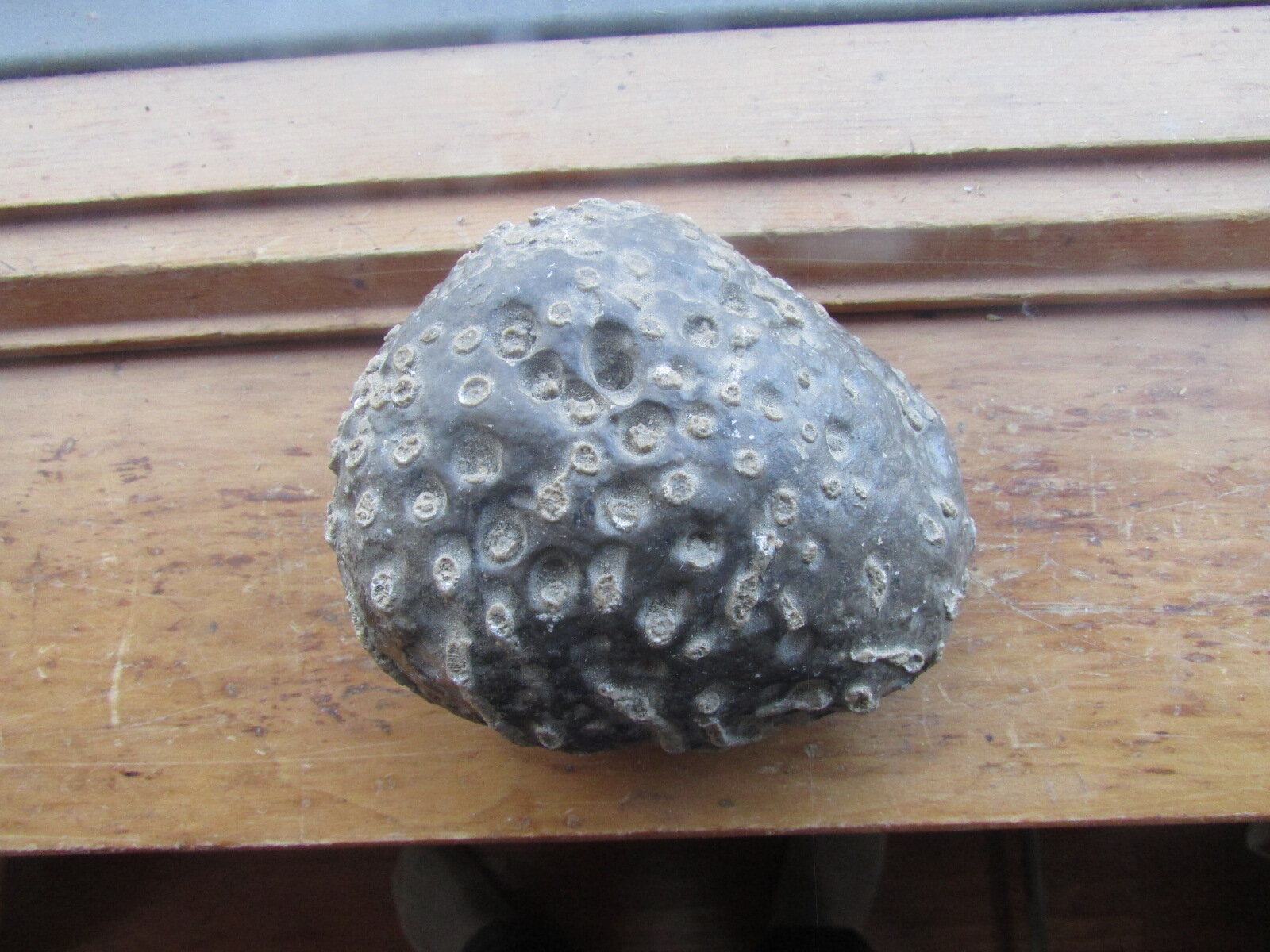take a look at this syringopora fossil I have in my collection that I ...