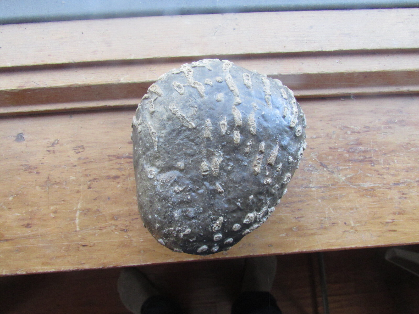 take a look at this syringopora fossil I have in my collection that I ...
