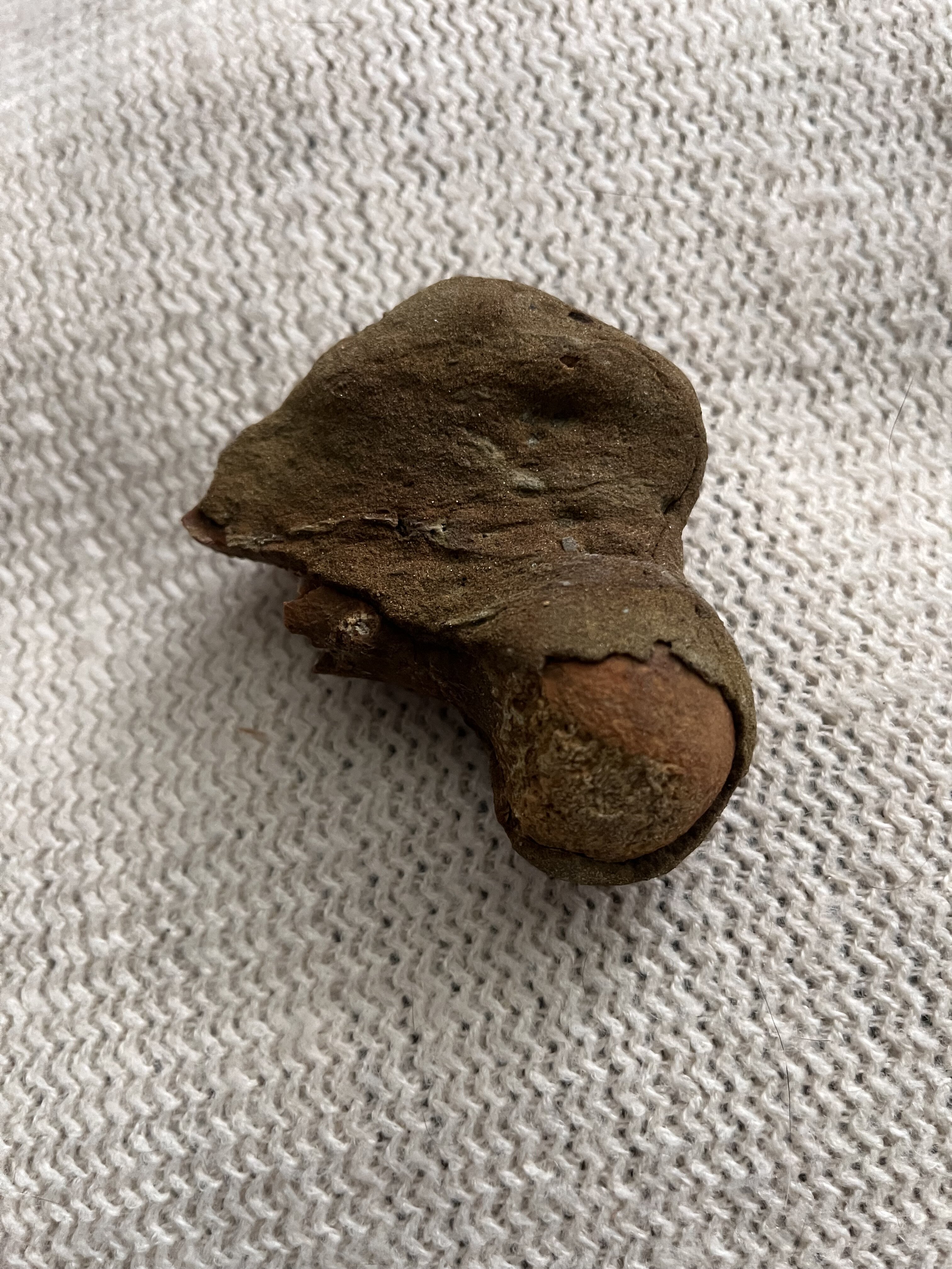 Is this fossilized skin around the bone? - Fossil ID - The Fossil Forum