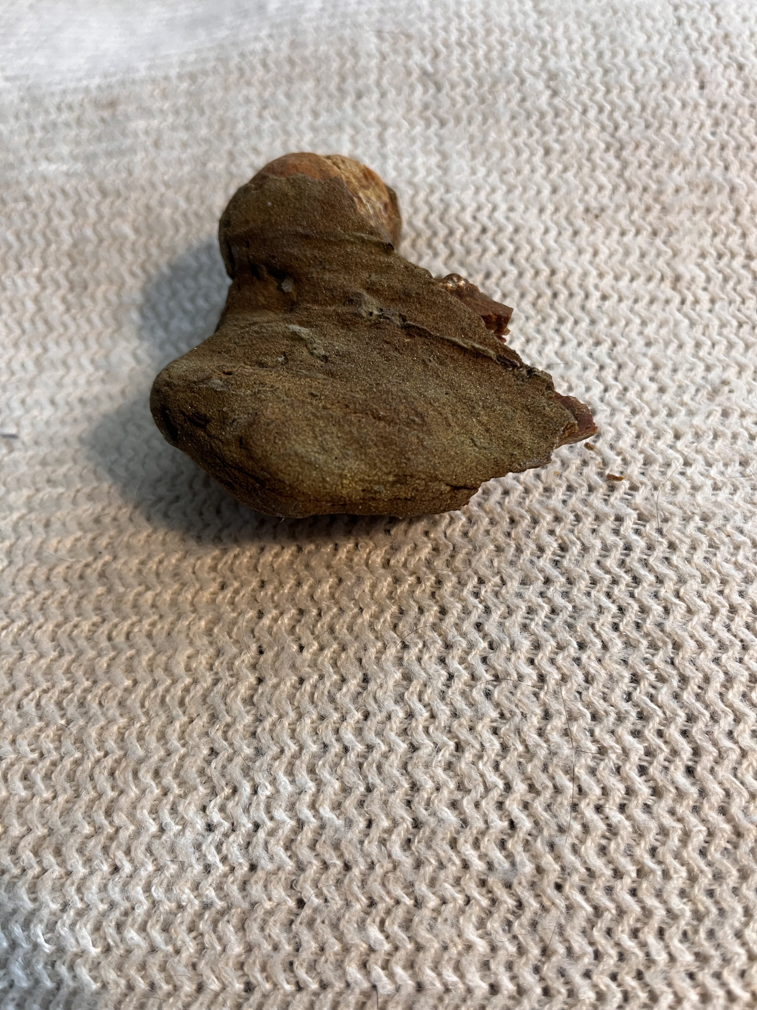 Is this fossilized skin around the bone? - Fossil ID - The Fossil Forum