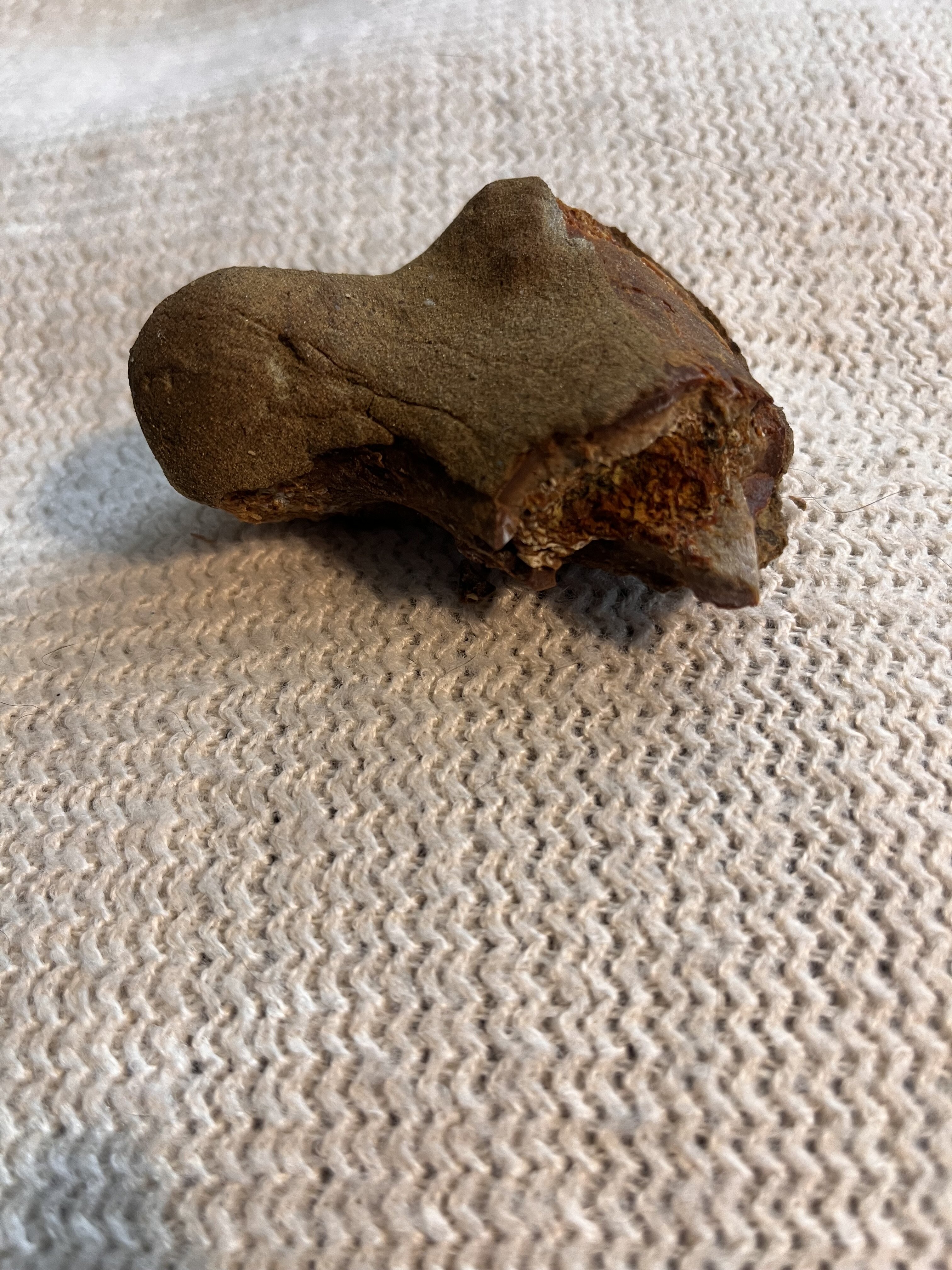 Is this fossilized skin around the bone? - Fossil ID - The Fossil Forum