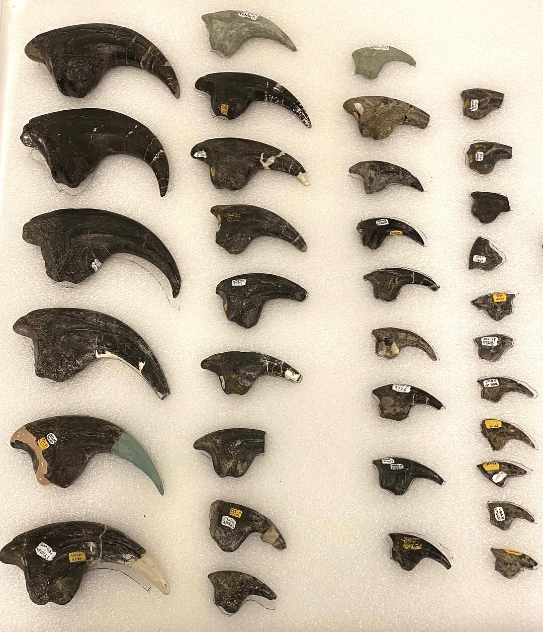 Cloverly Formation Theropod Claw Identification Help Needed - Fossil ID ...