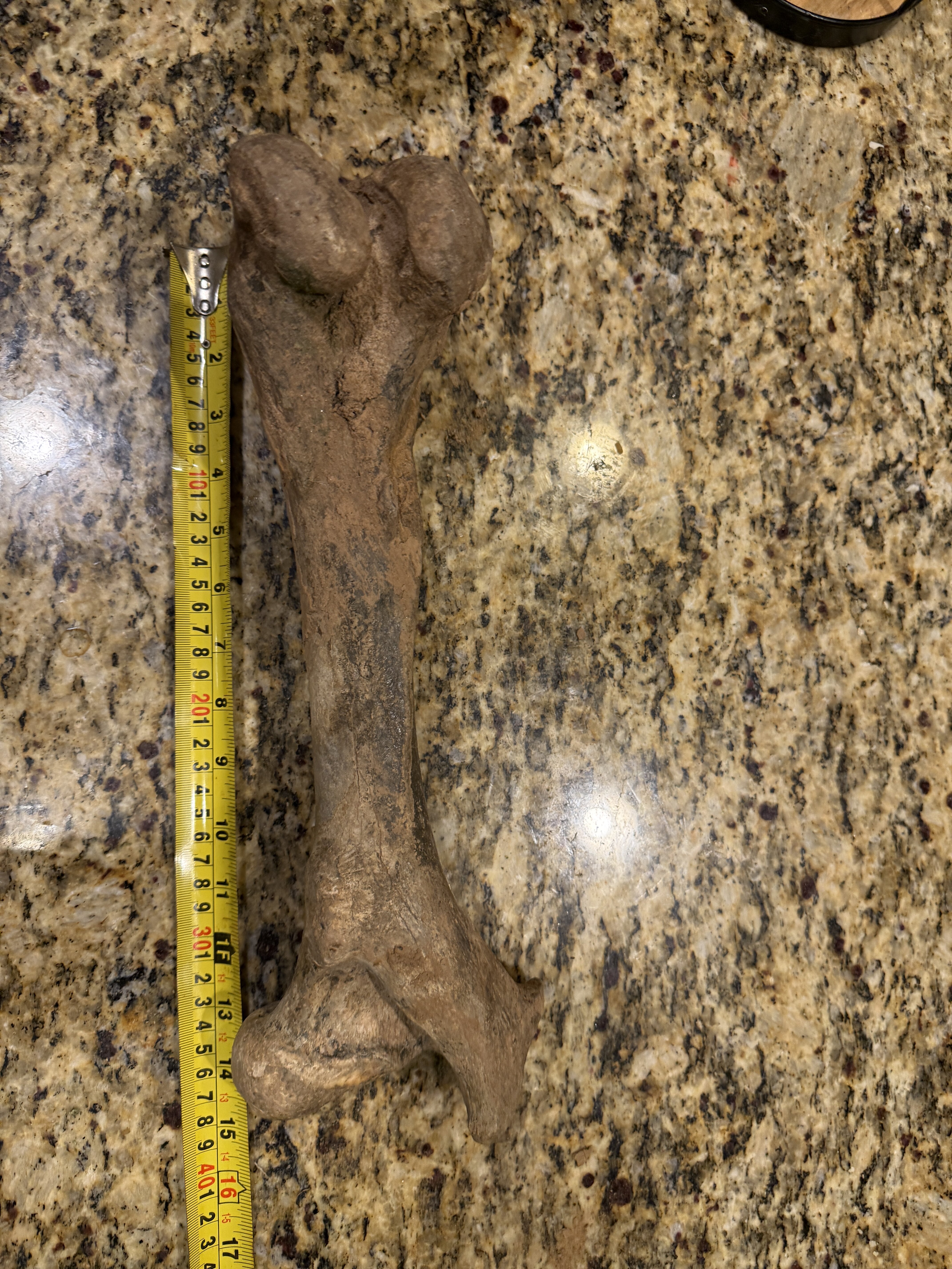 Cow bone or older? - Fossil ID - The Fossil Forum