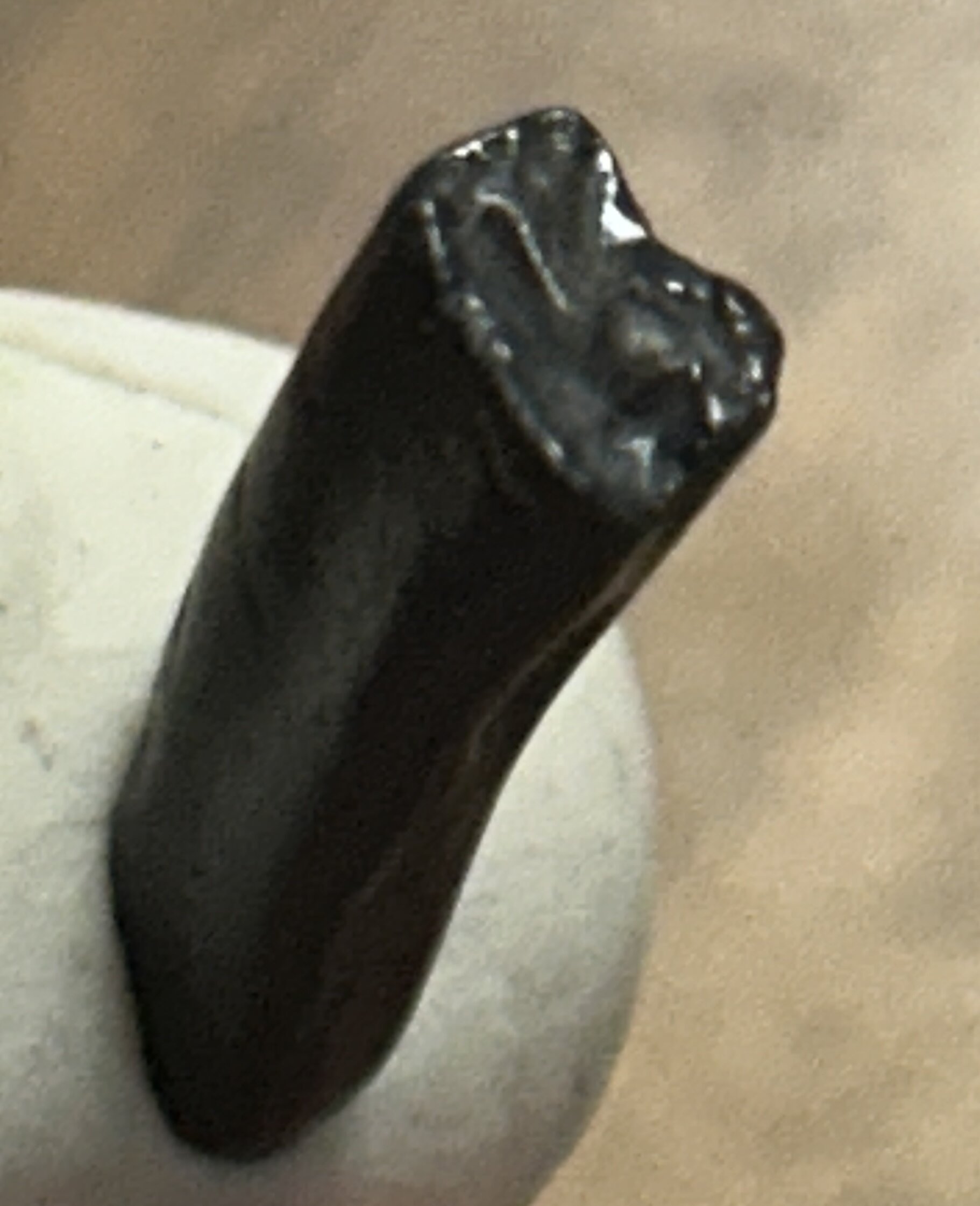 Very small horse tooth possibly? - Fossil ID - The Fossil Forum