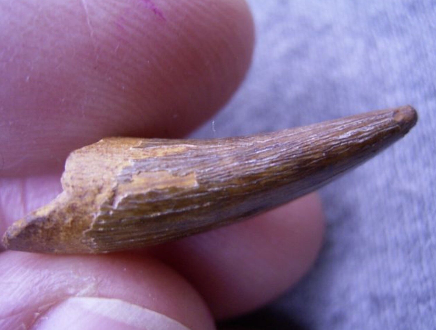 Plesiosaur tooth from Russia - Fossil ID - The Fossil Forum