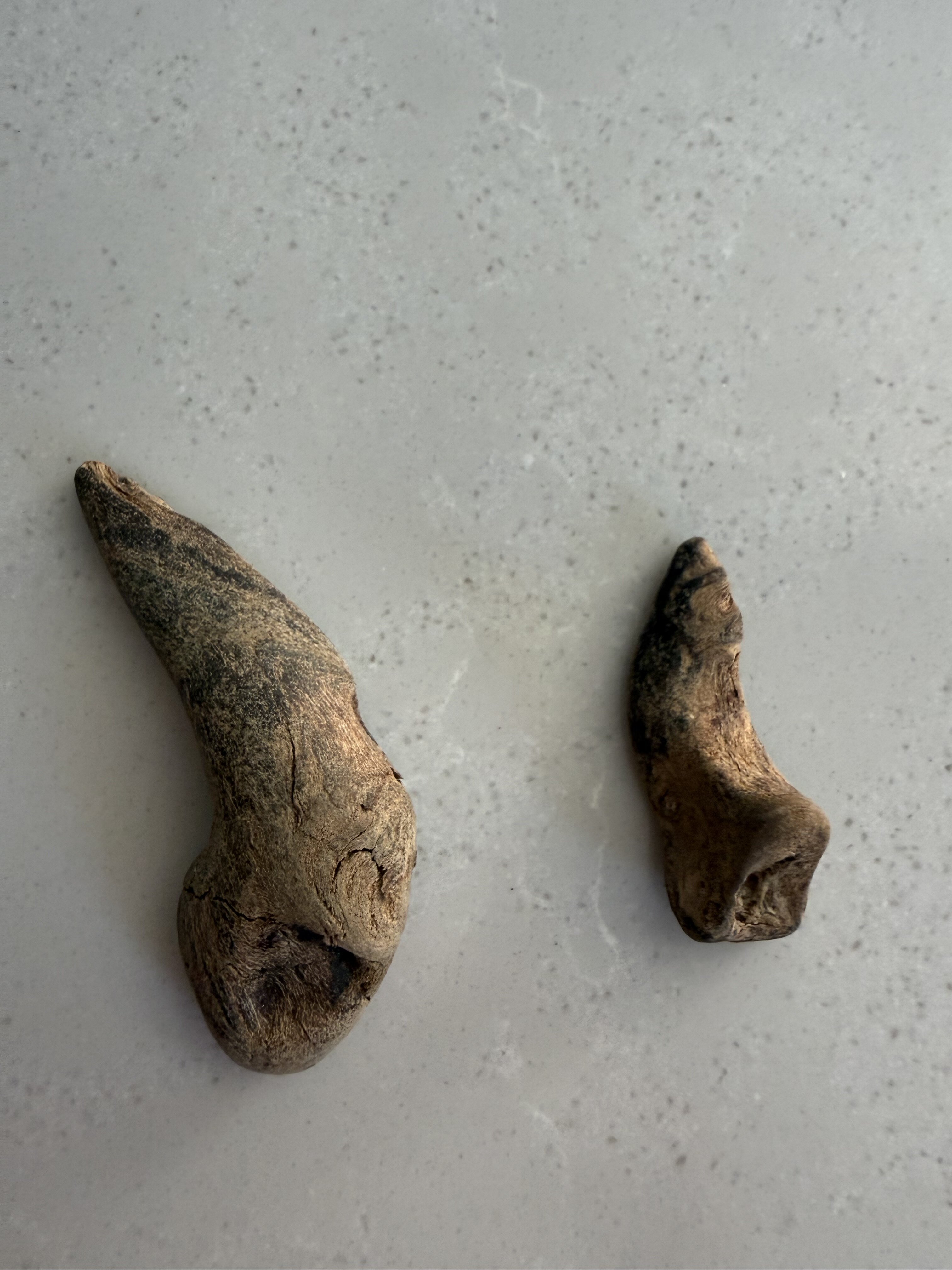 Found on Barbados wild beach - are these fossils? Whose are they ...