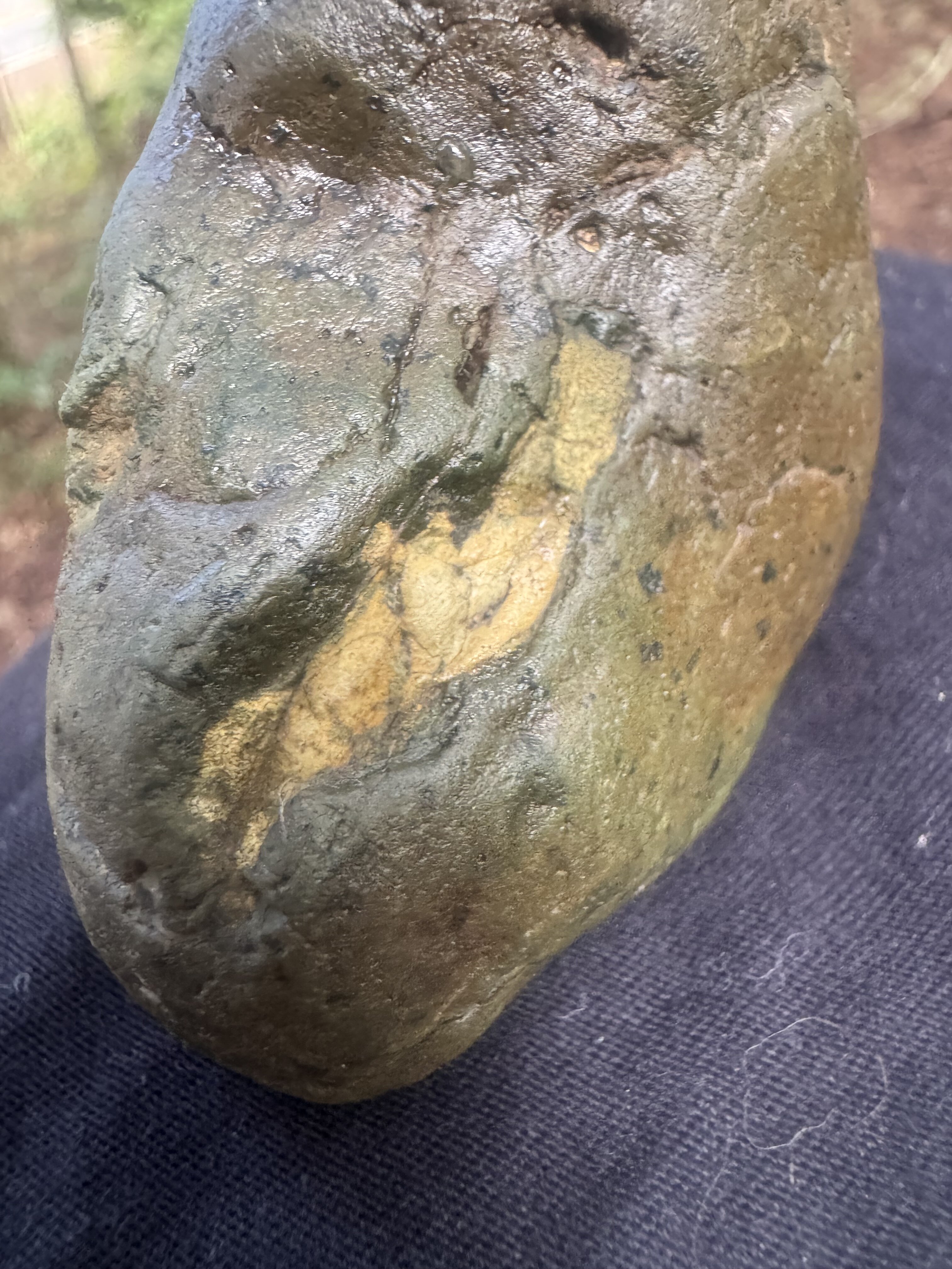 Matrix-preserved vertebrate with articulated 'peg' teeth - Blakeley F ...