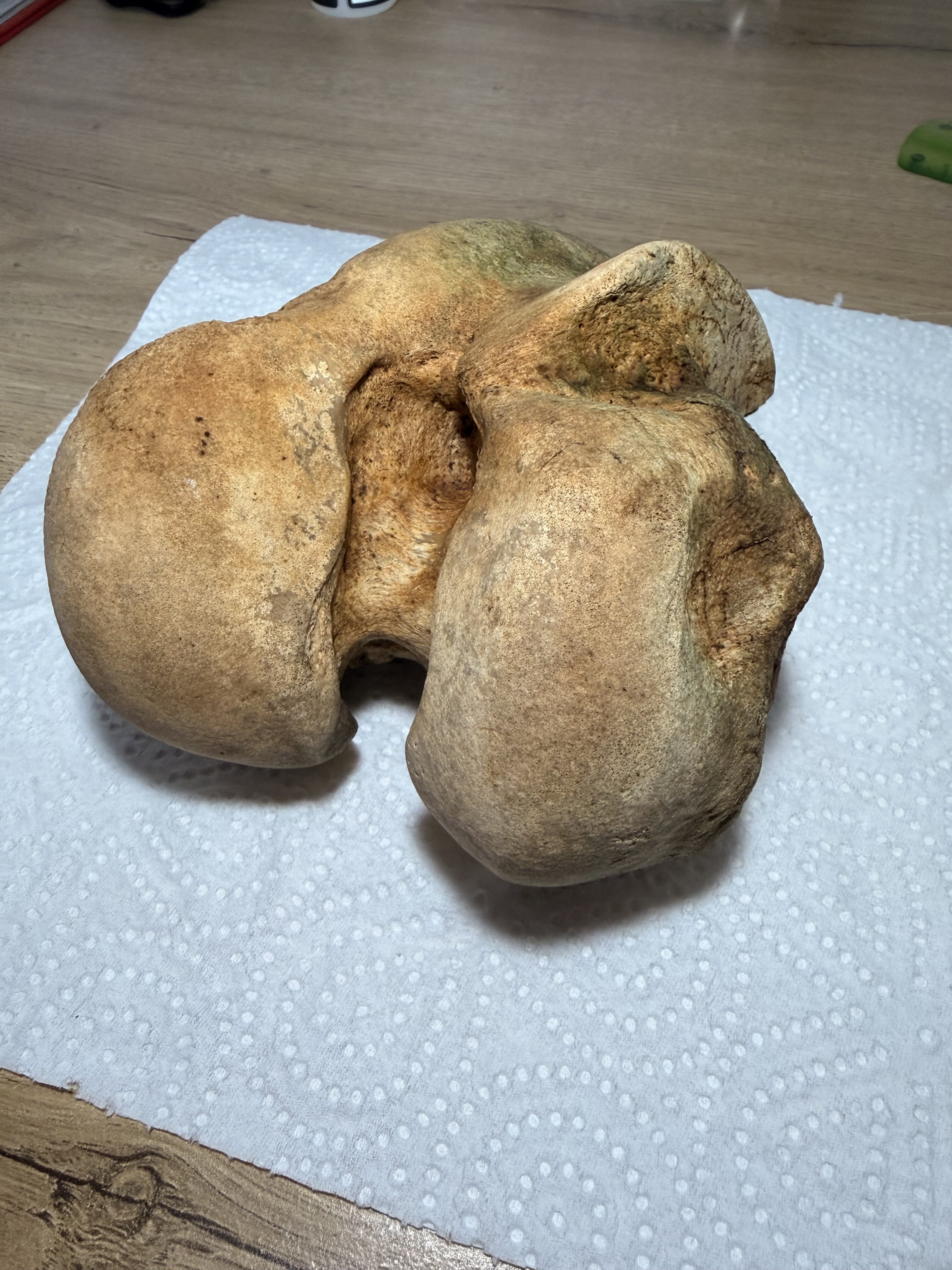 Isolated femur – France - Fossil ID - The Fossil Forum