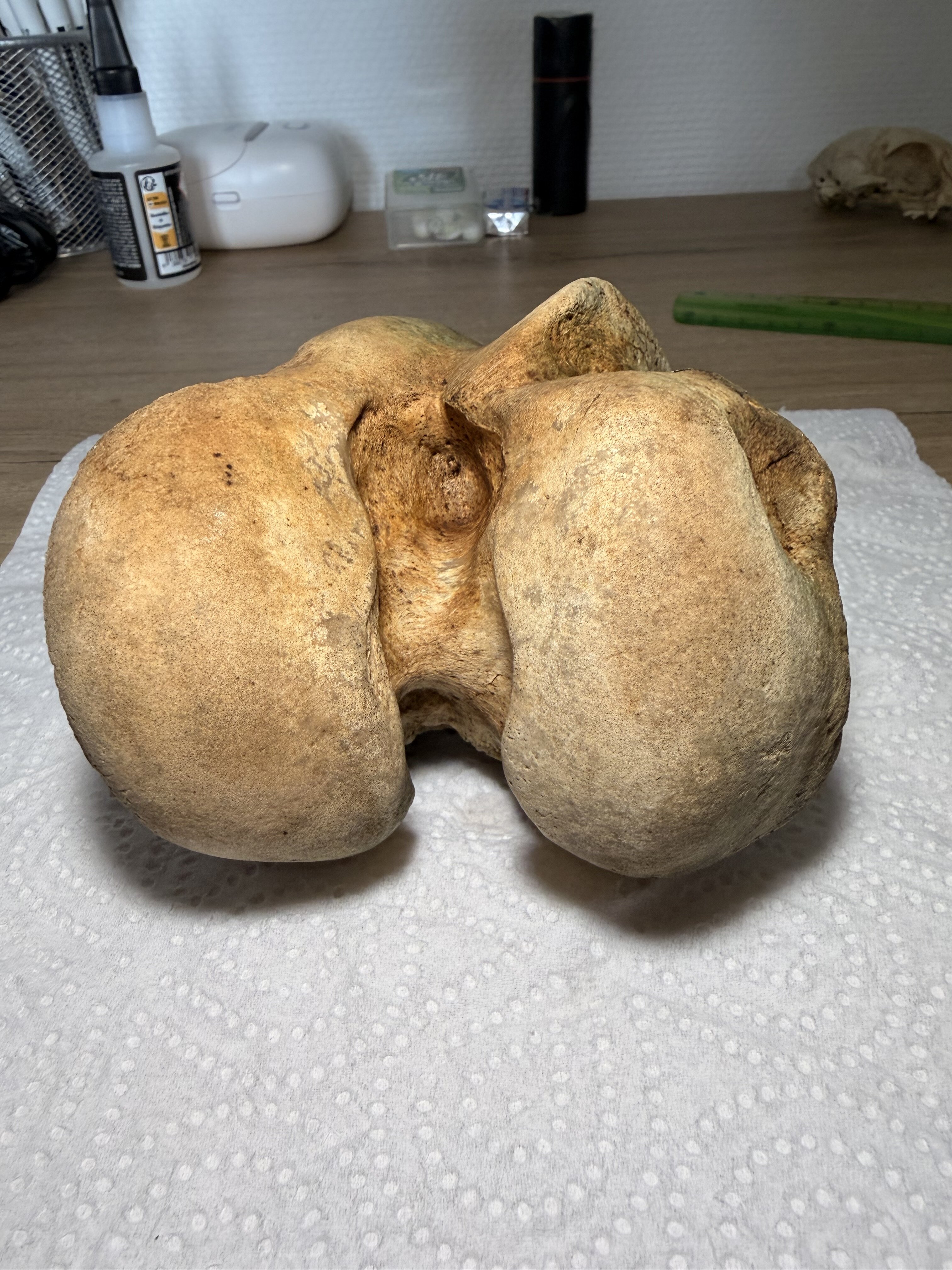 Isolated femur – France - Fossil ID - The Fossil Forum